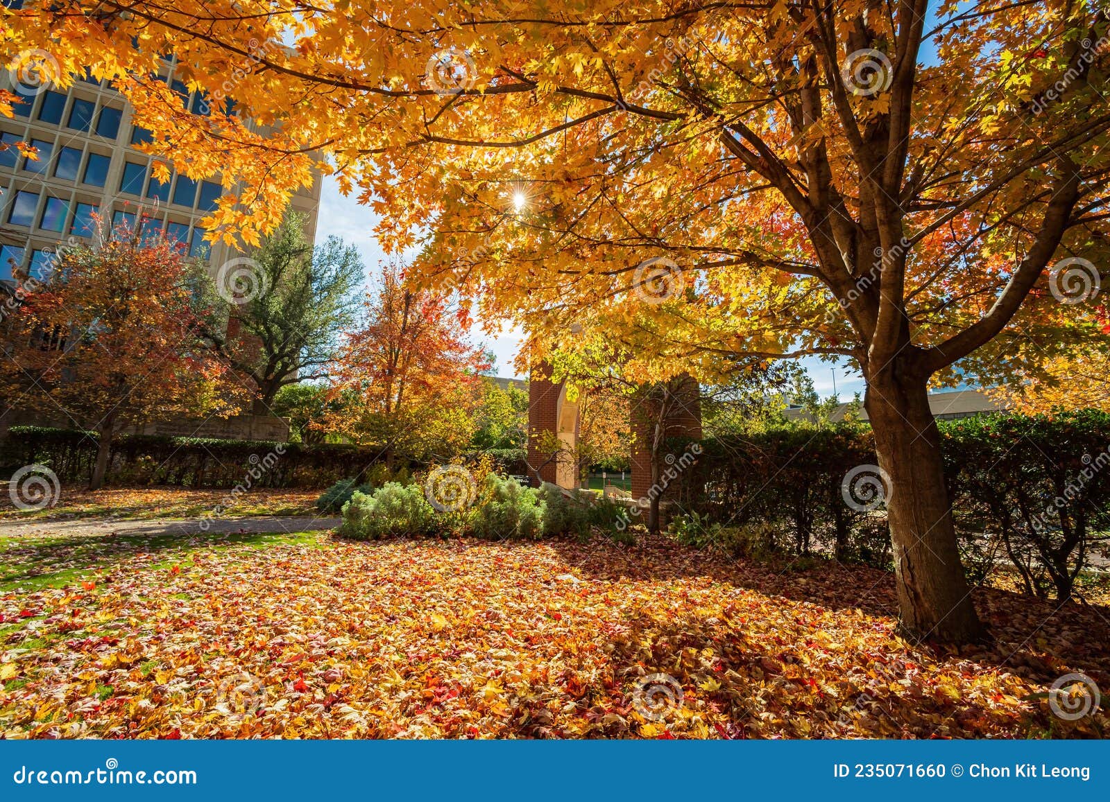 Beautiful Fall Color of the Health Sciences Campus, University of ...