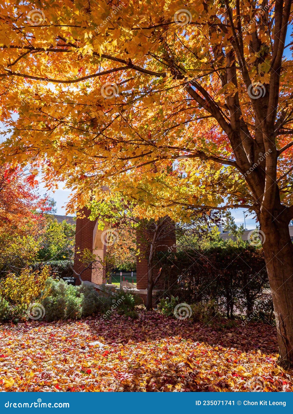 Beautiful Fall Color of the Health Sciences Campus, University of ...