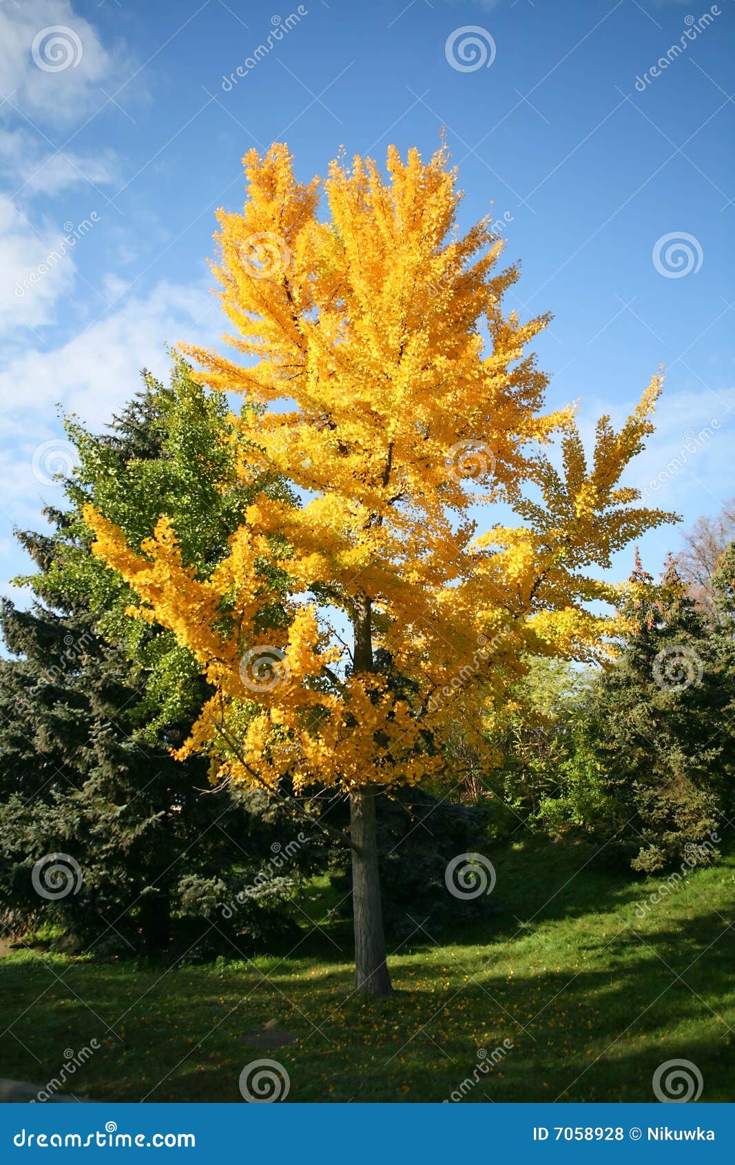 Beautiful fall color tree stock photo. Image of park, leaves - 7058928