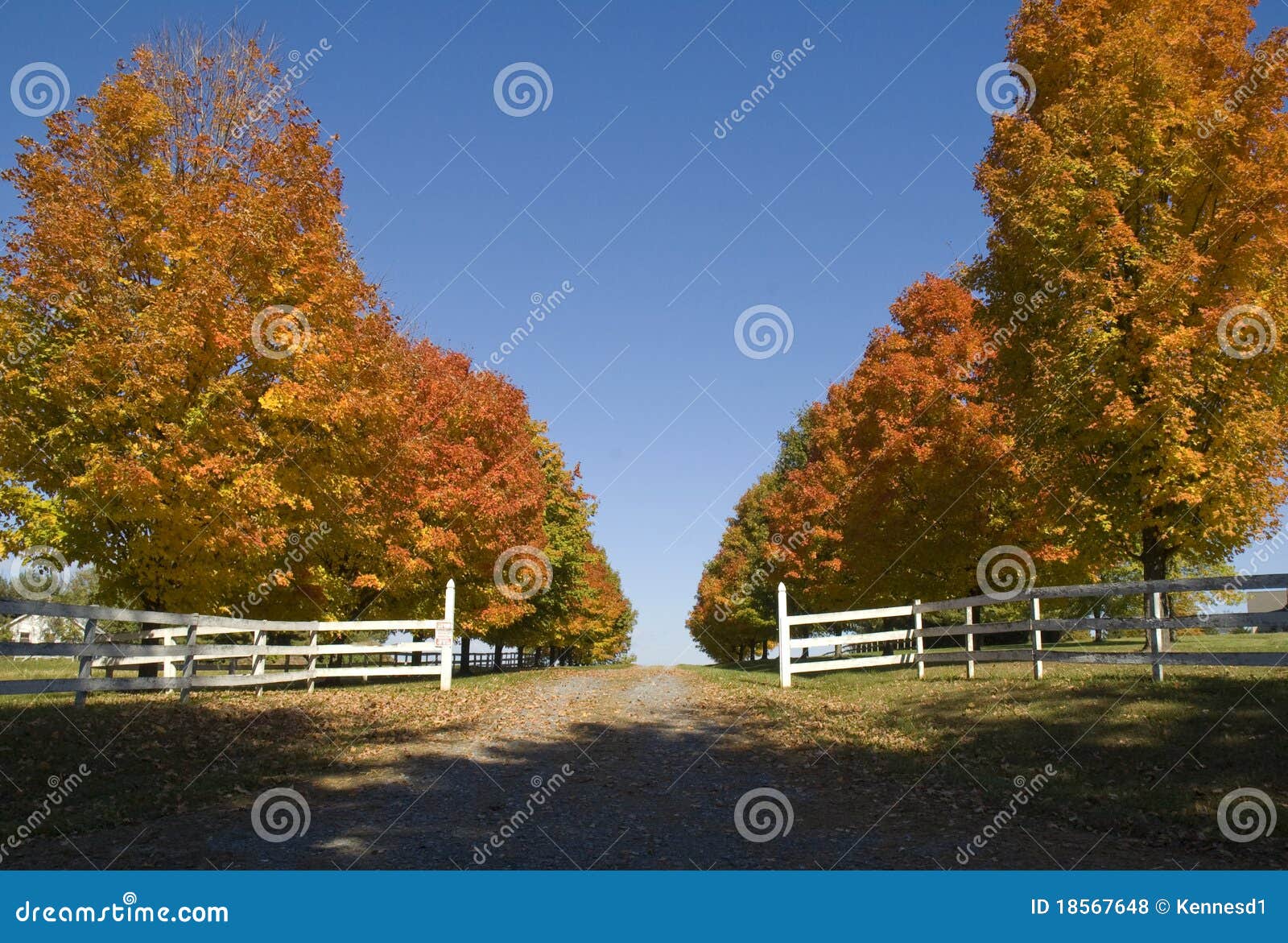 Beautiful Fall Colored Lane Stock Photo - Image of fall, driveway: 18567648