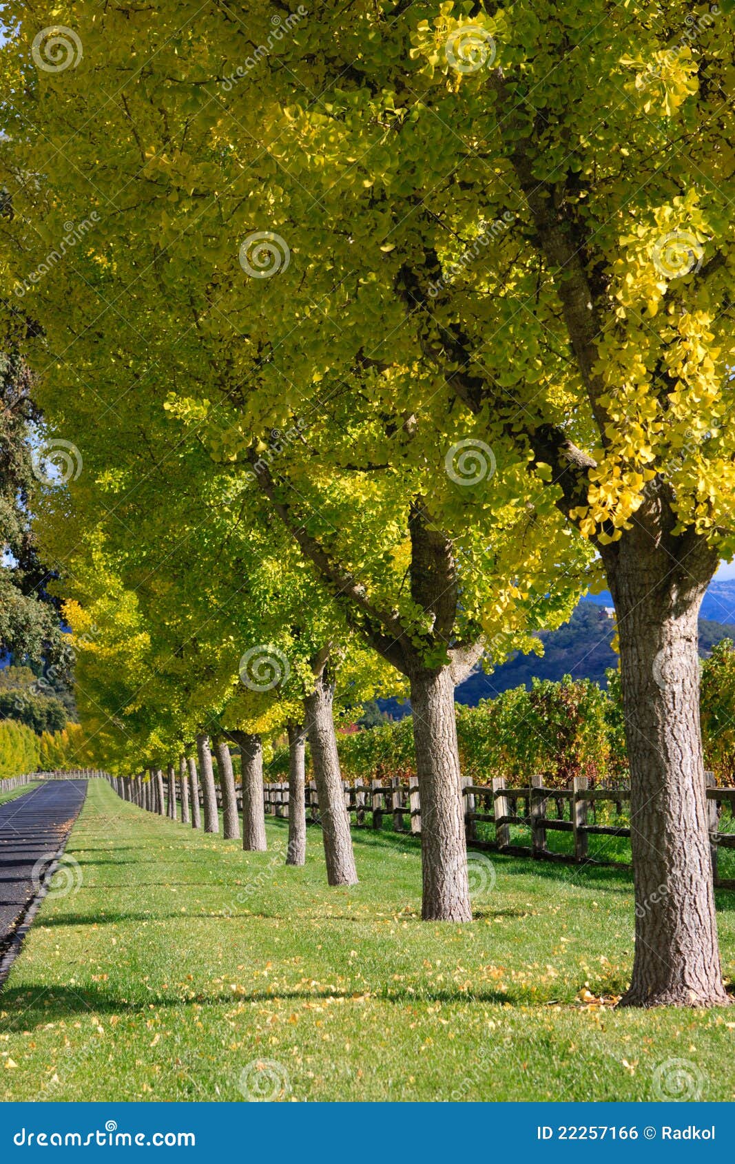 Beautiful Fall Colored Trees Stock Photo - Image of sunny, country ...