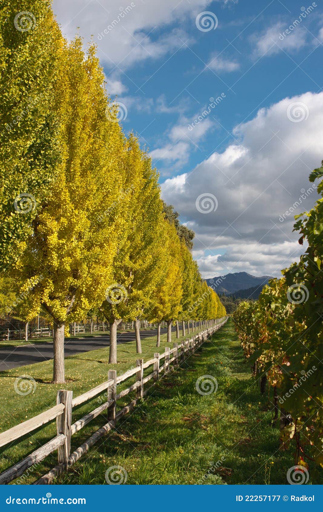 Beautiful Fall Colored Trees Stock Image - Image of tree, travel: 22257177