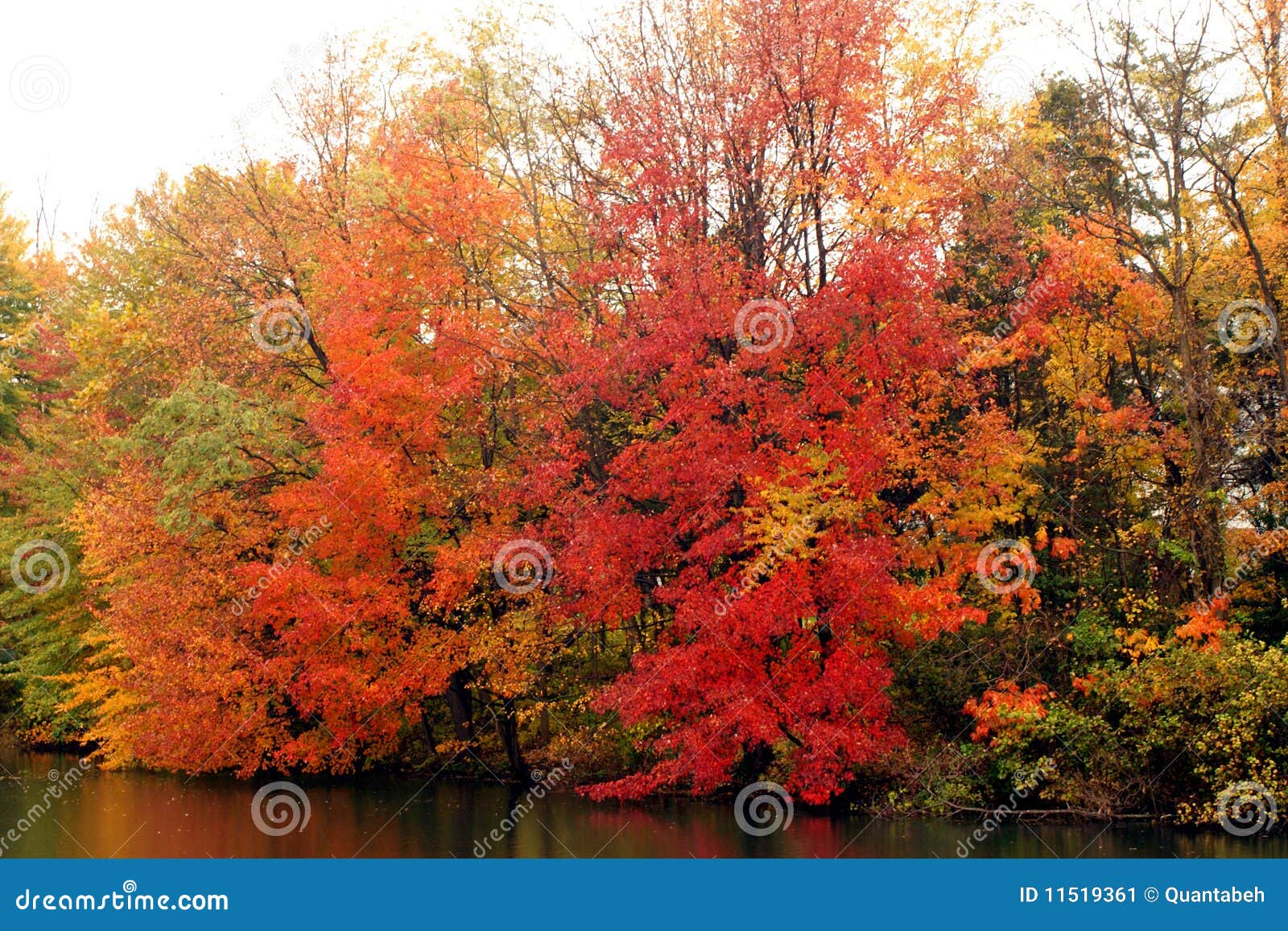 Beautiful fall colors stock image. Image of still, change - 11519361