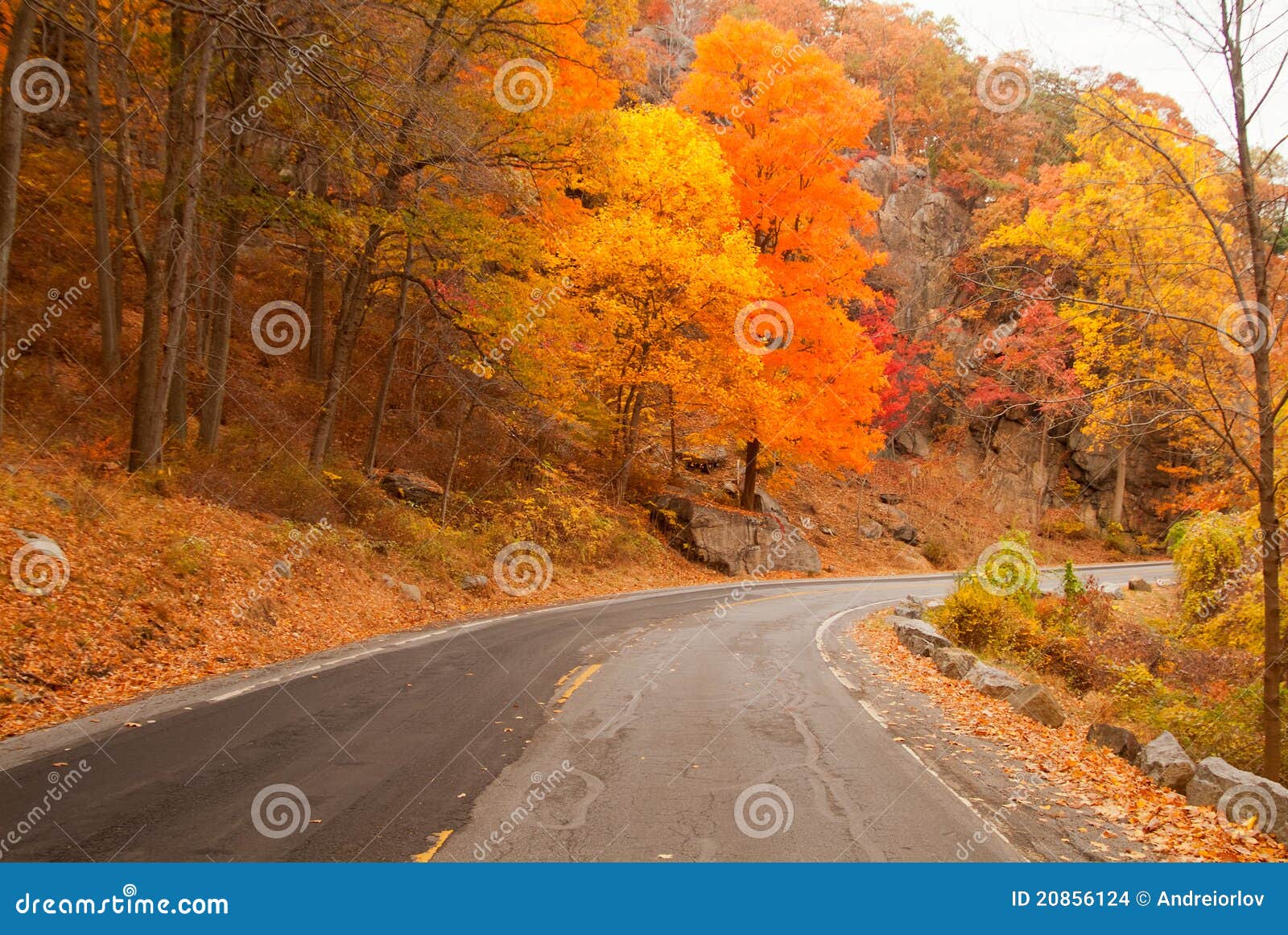 Beautiful fall colors. stock photo. Image of beauty, brown - 20856124