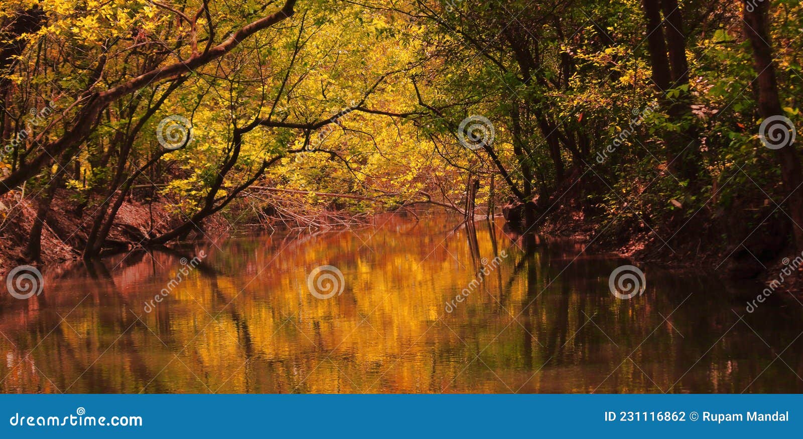 Beautiful Fall Colors of Autumn in a Deciduous Forest Stock Photo ...