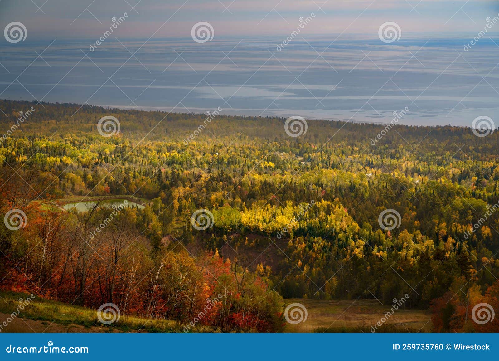 Beautiful Fall Colors in a Forest Stock Photo - Image of forest, leaves ...