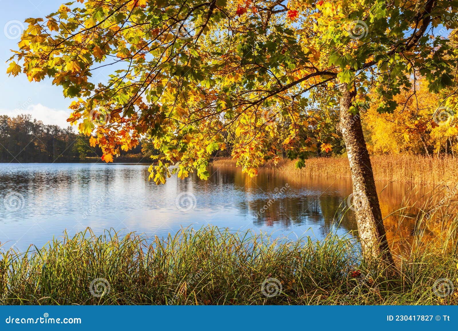 Beautiful Fall Colors on a Maple Tree at a Lakeshore Editorial ...