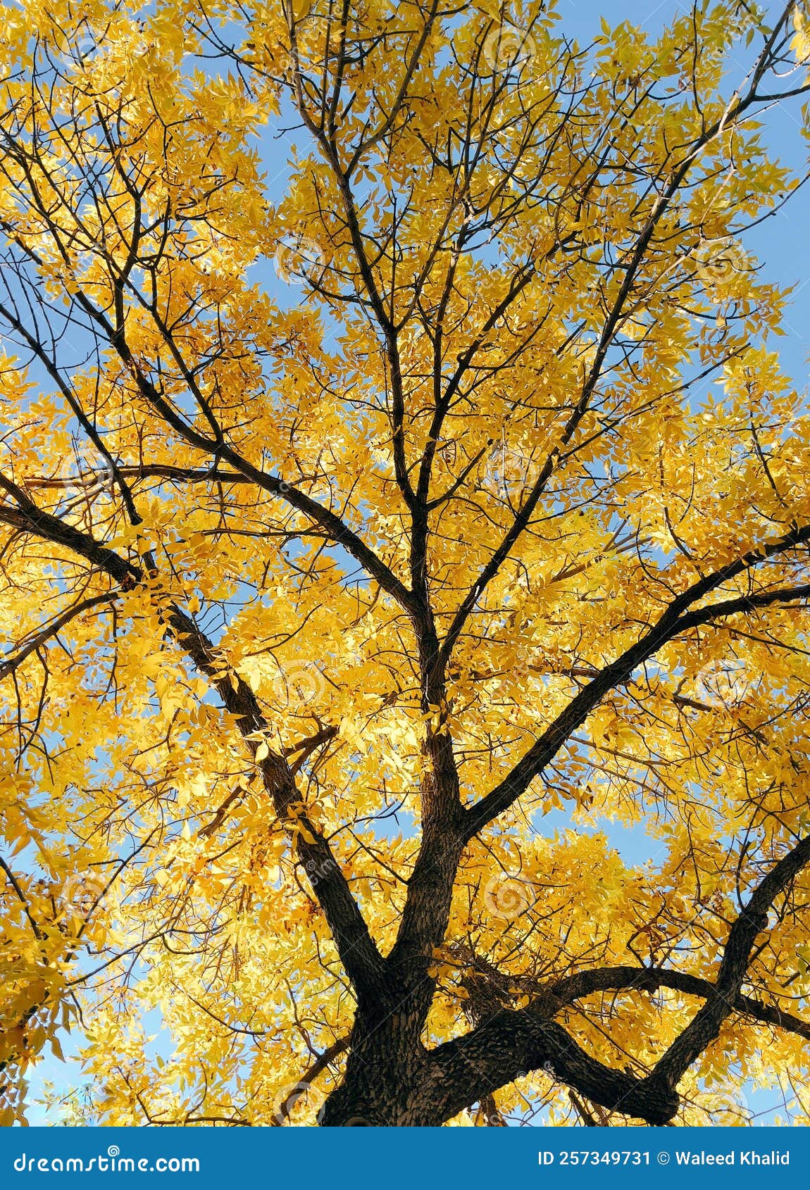 Beautiful Fall Colors of the Tree with Bright Blue Sky Background ...
