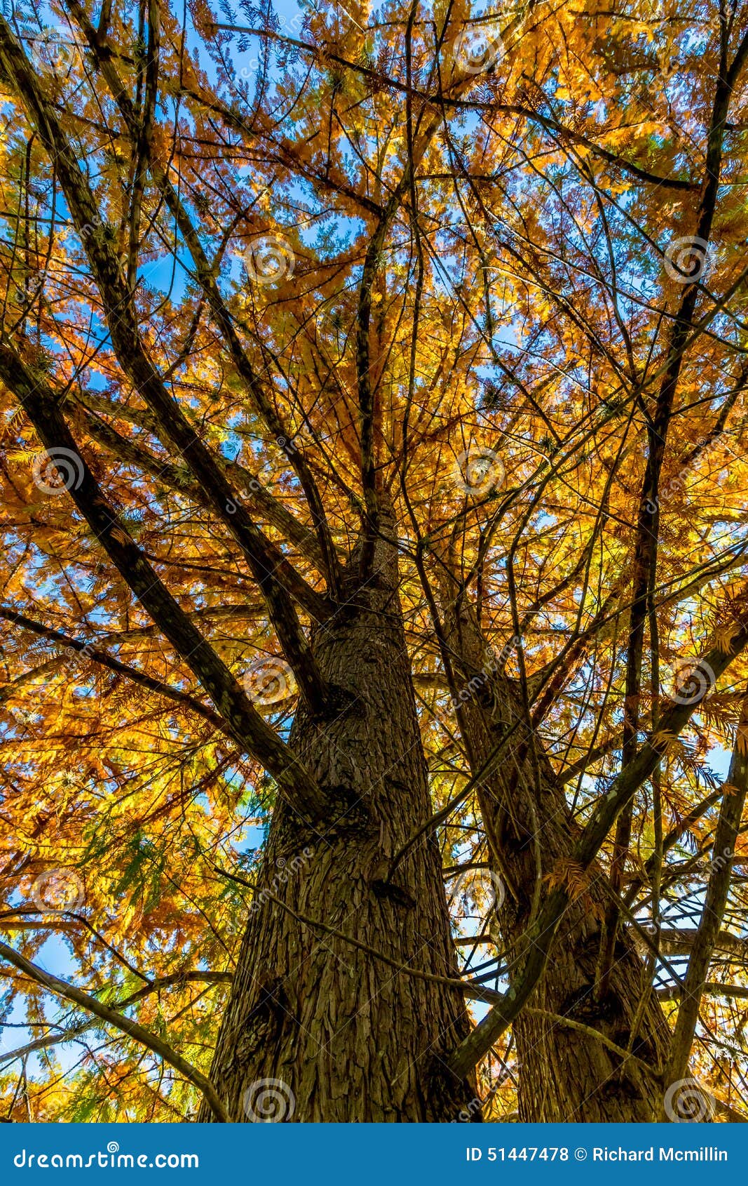 Beautiful Fall Foliage on a Bald Cypress Tree Stock Photo - Image of ...