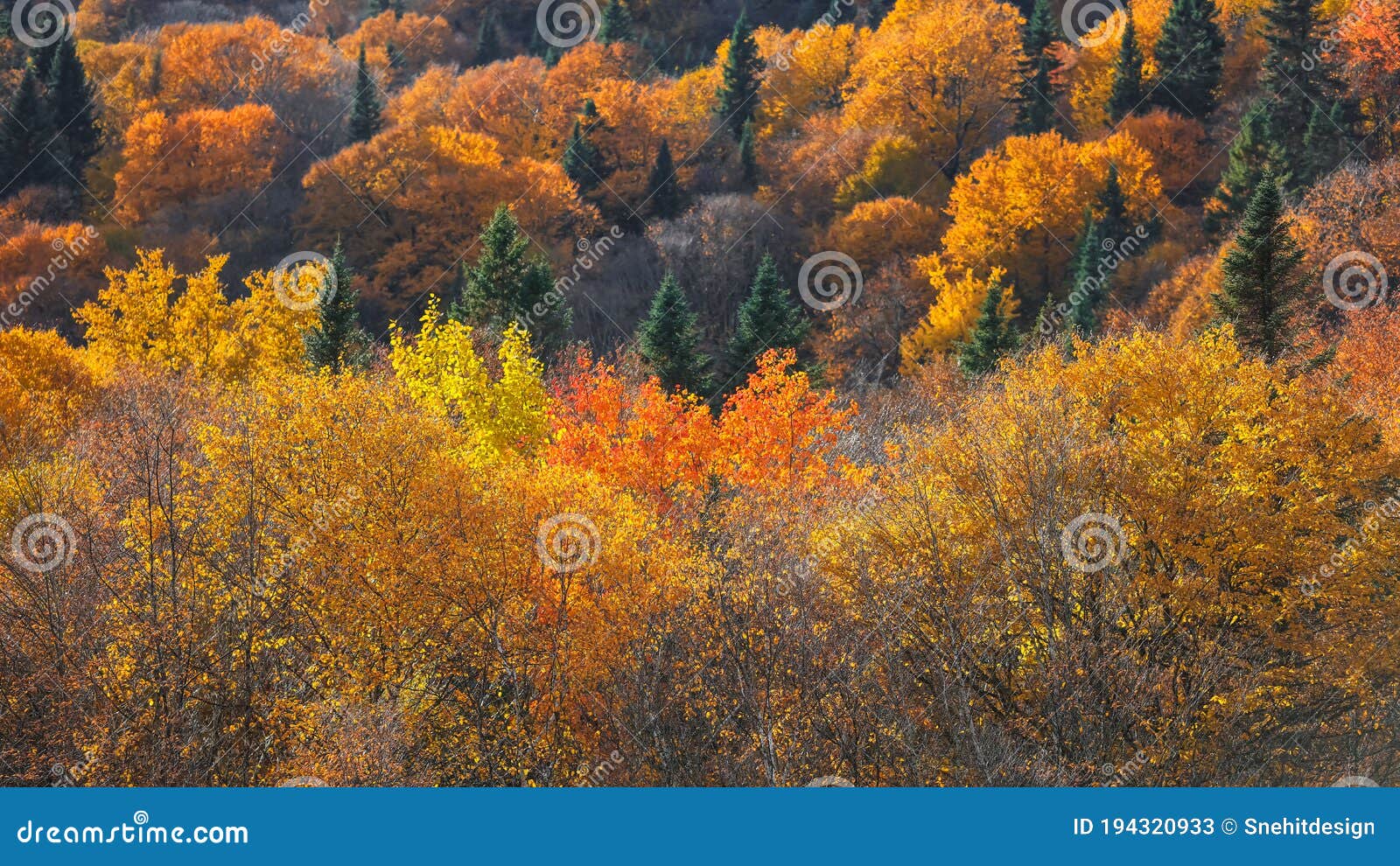 Beautiful Fall Foliage in Quebec Mountains Stock Image - Image of flora ...