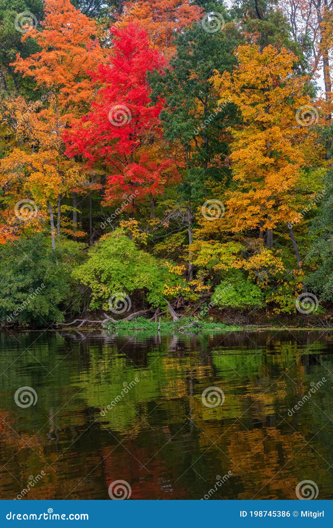 Beautiful Fall Foliage in Cincinnati, Ohio Stock Photo - Image of green ...