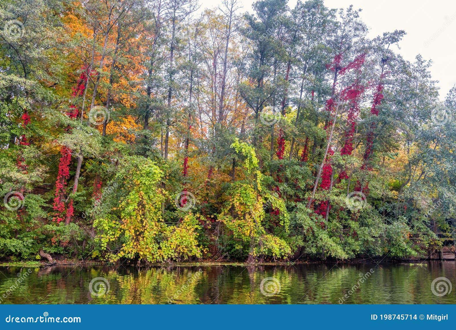 Beautiful Fall Foliage in Cincinnati, Ohio Stock Photo - Image of ...