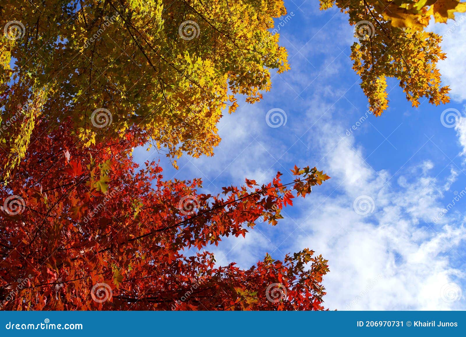 Beautiful Fall Foliage Under Blue Sky Stock Image - Image of color ...