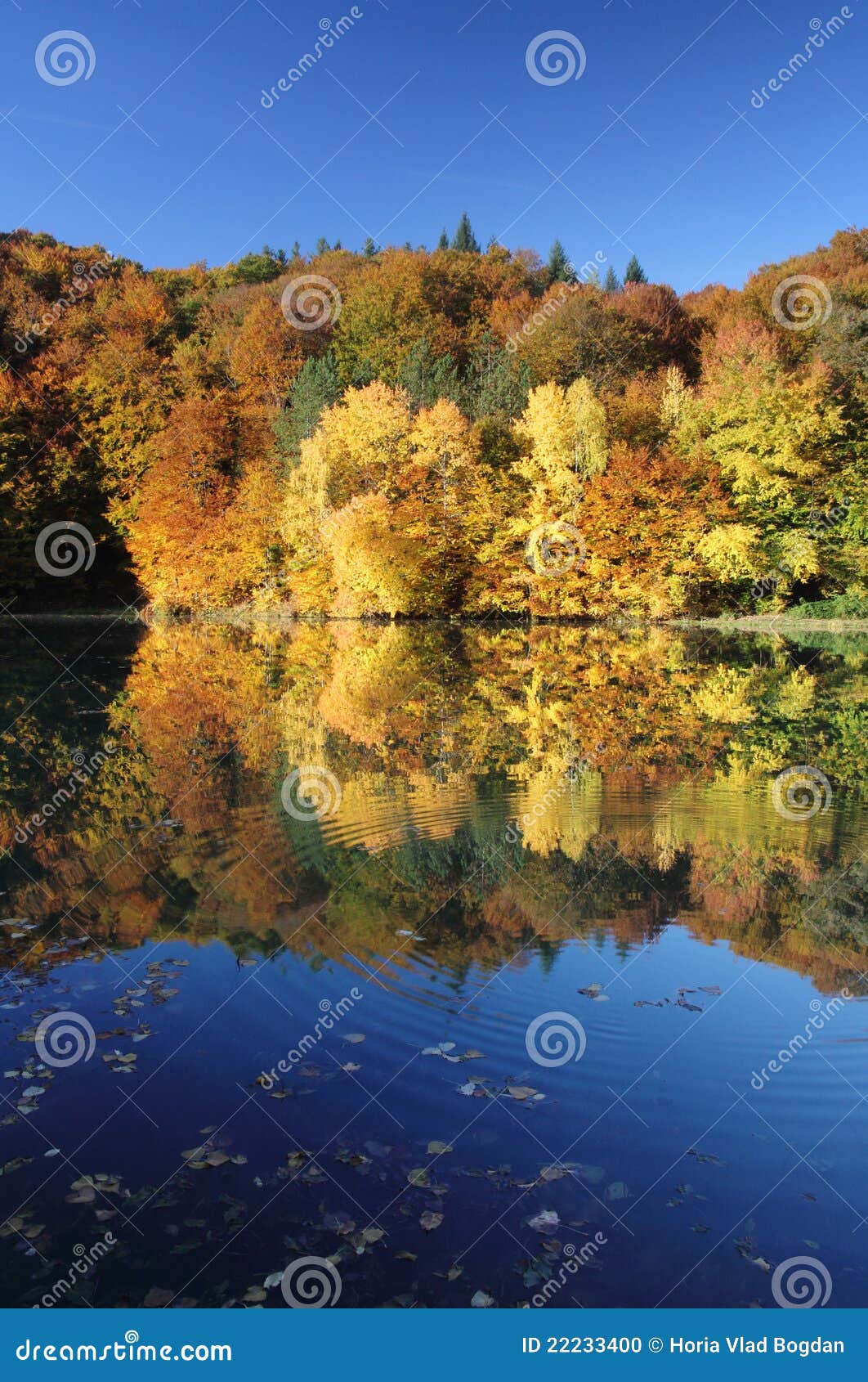 Beautiful Fall Forest Reflected in a Calm Lake Stock Photo - Image of ...