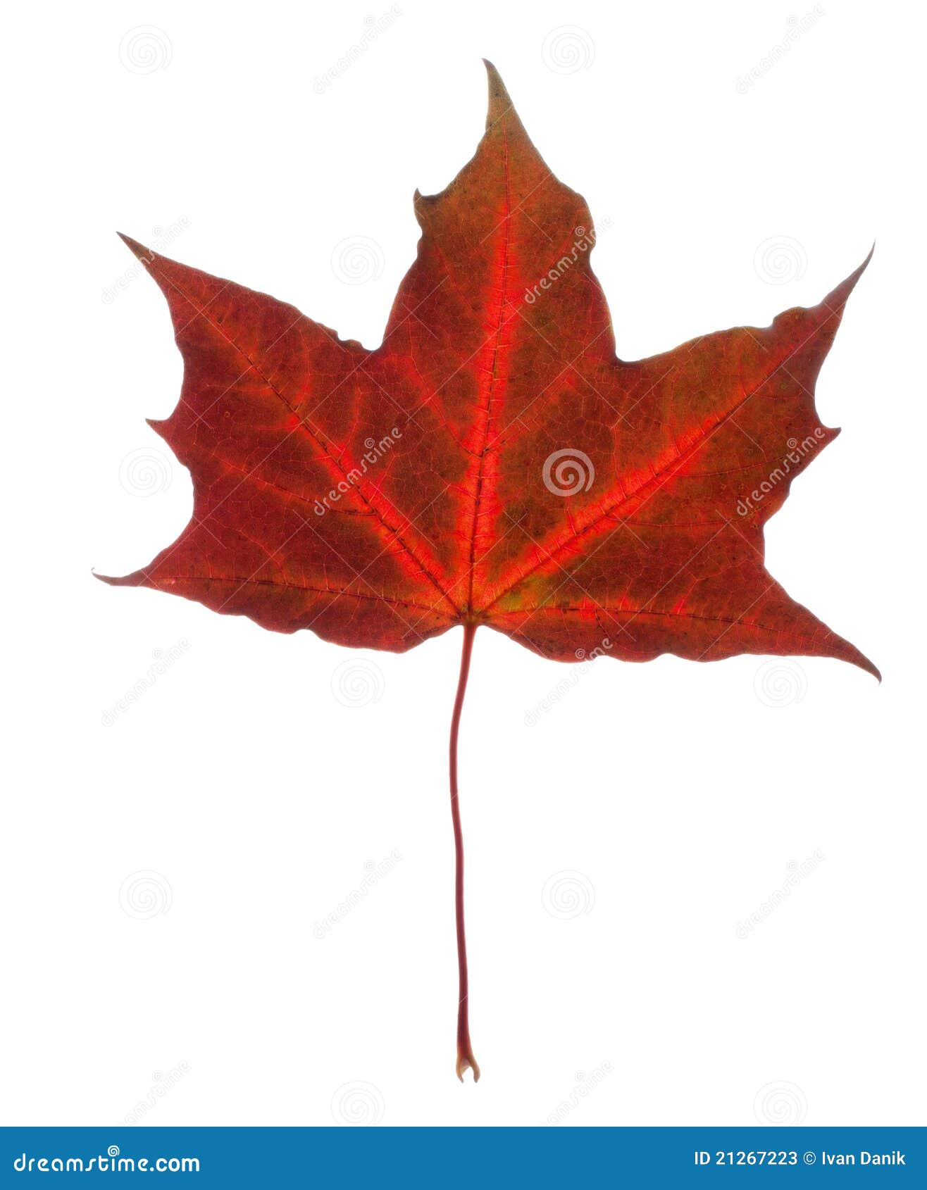 Beautiful Fall Leaf Picture. Image: 21267223