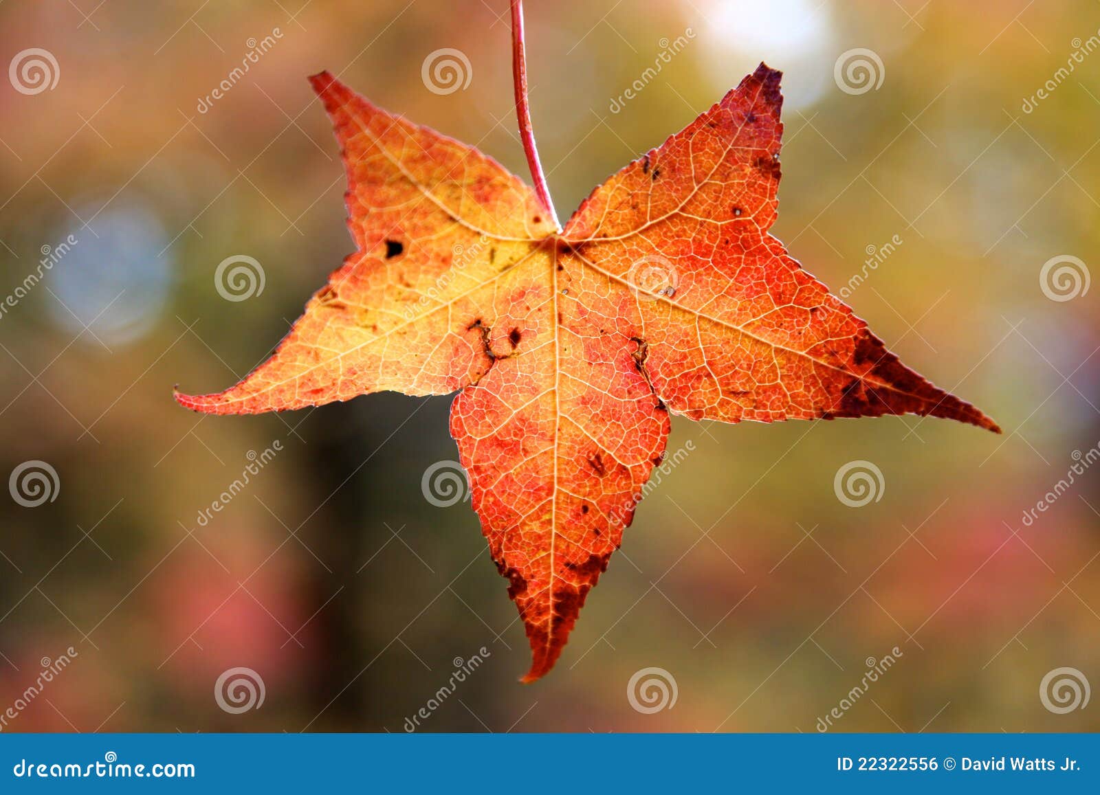 Beautiful Fall Leaf stock photo. Image of seasons, colors - 22322556