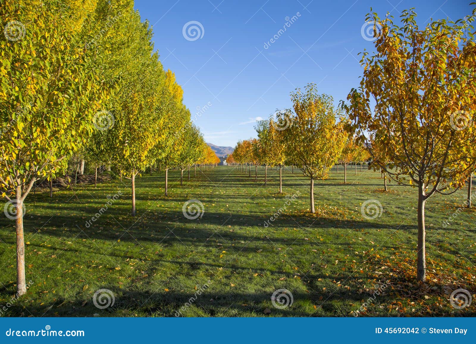 Beautiful Fall Morning on a Tree Lined Farm Stock Photo - Image of ...