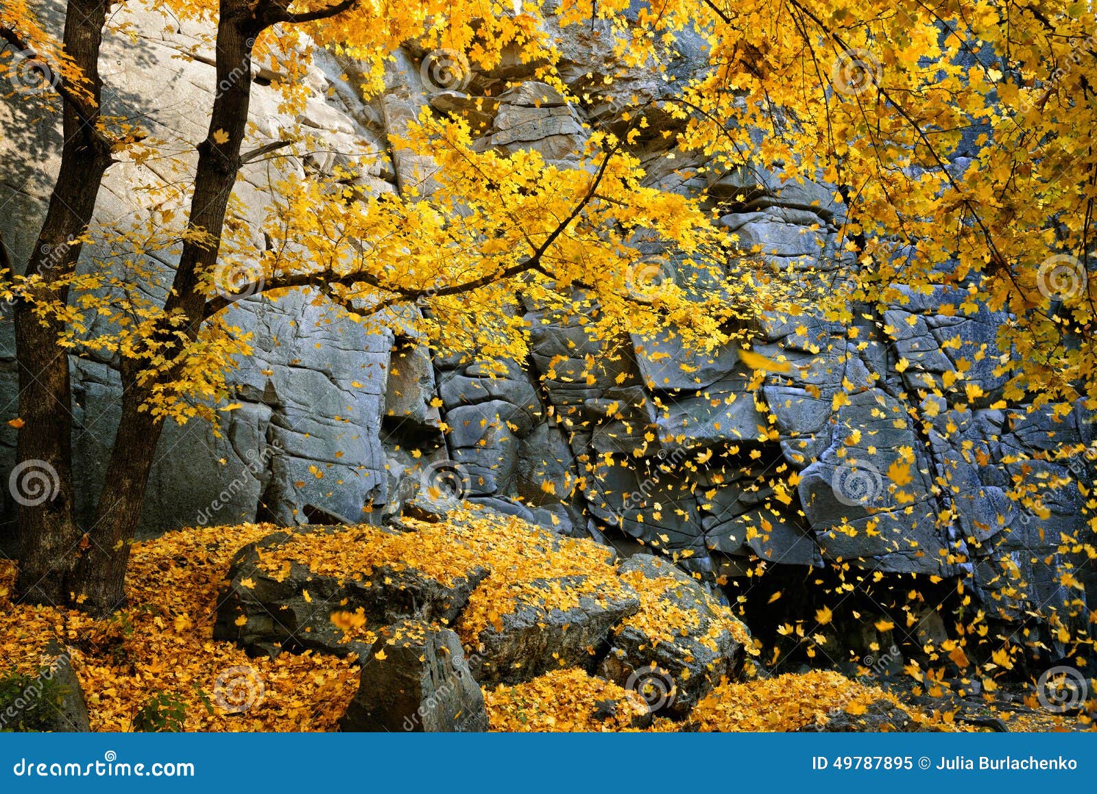 Beautiful fall scene stock image. Image of beauty, forest - 49787895