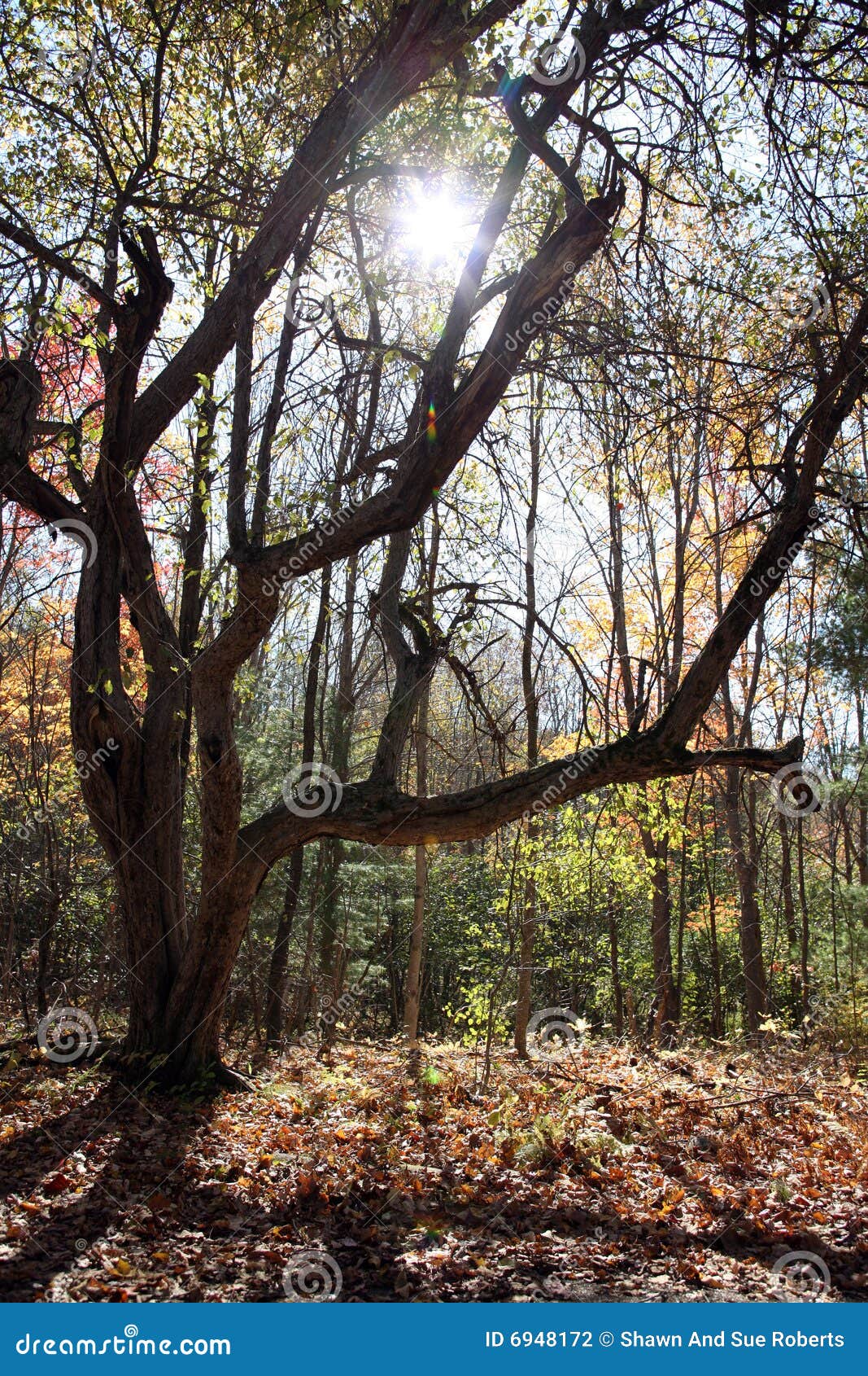 Beautiful Fall Scene with Tree in the Woods Stock Photo - Image of tree ...