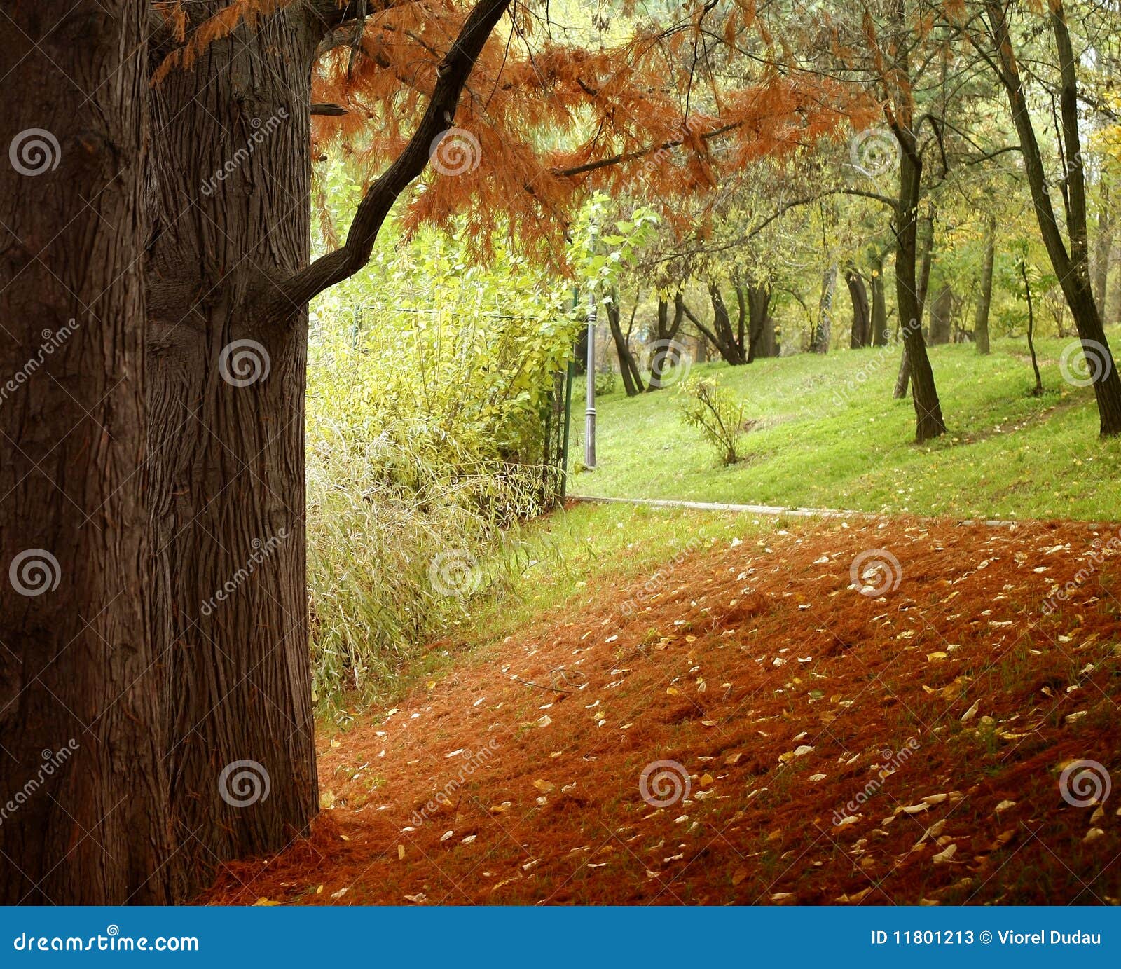Beautiful fall scenery stock image. Image of leafs, leaves - 11801213