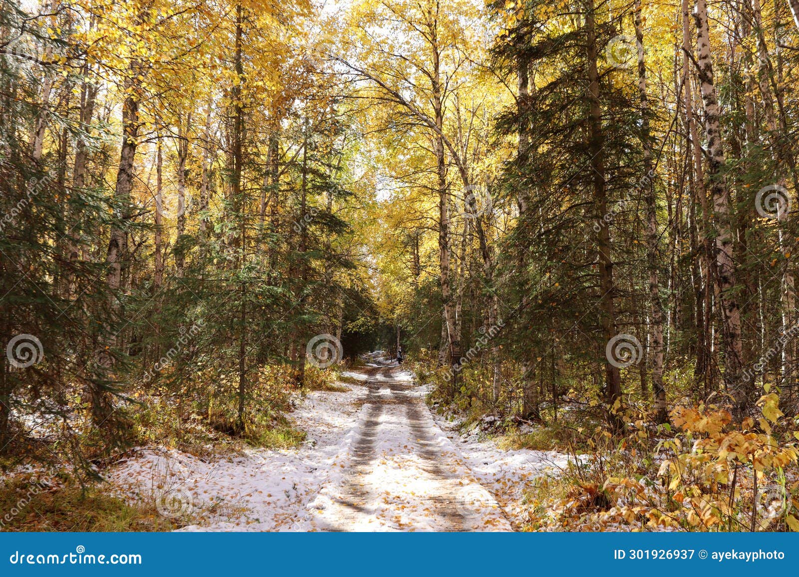 Beautiful Fall Trail into the Vast Alaskan Mountains Stock Image ...
