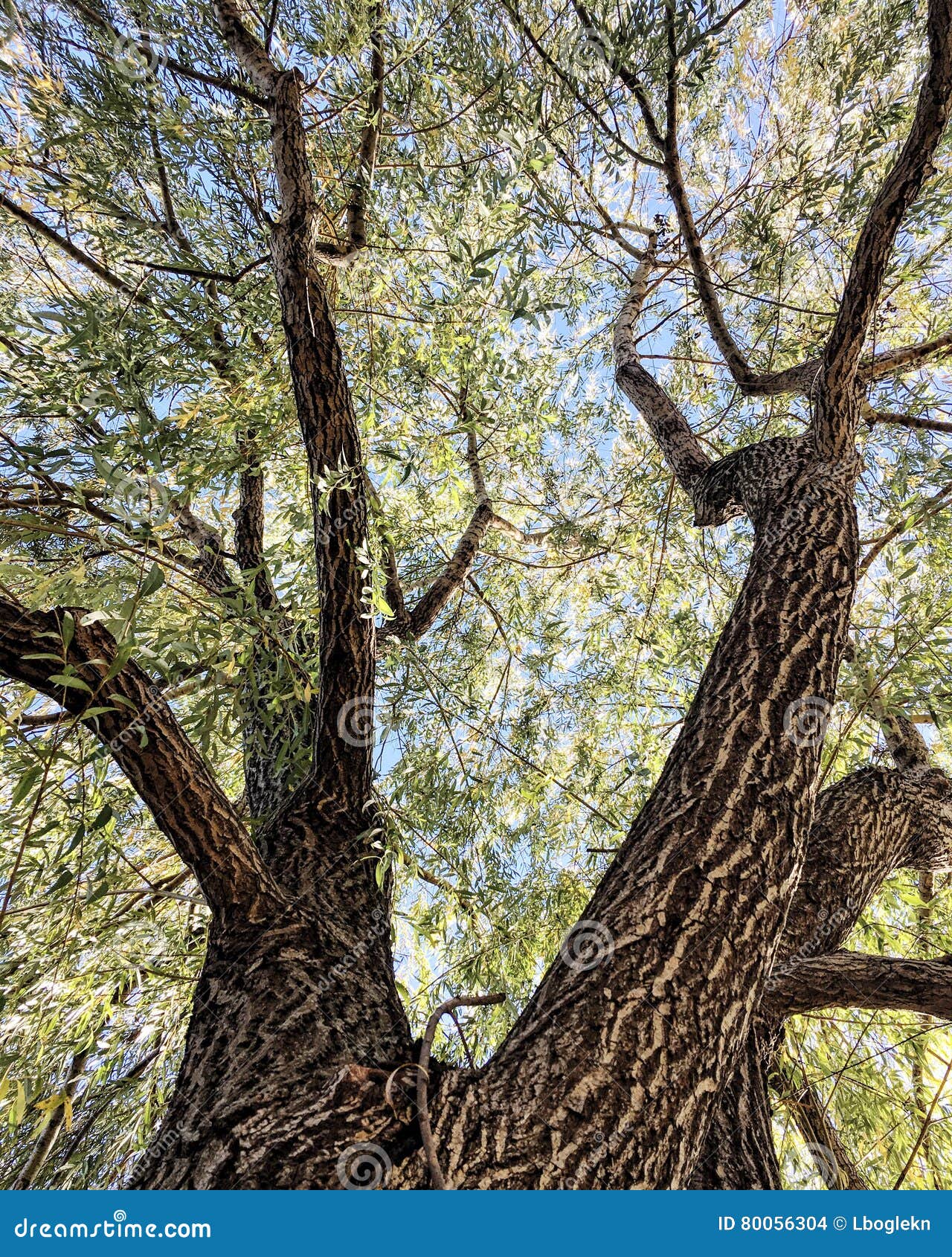 Beautiful fall tree stock photo. Image of pretty, twig - 80056304