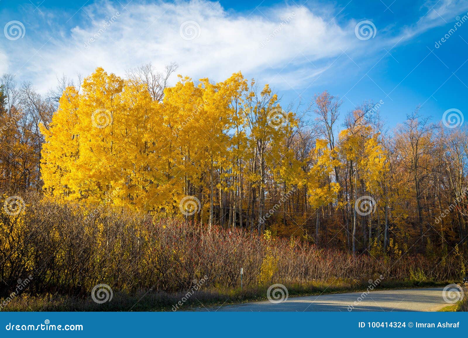 Beautiful fall trees stock photo. Image of leaves, peak - 100414324