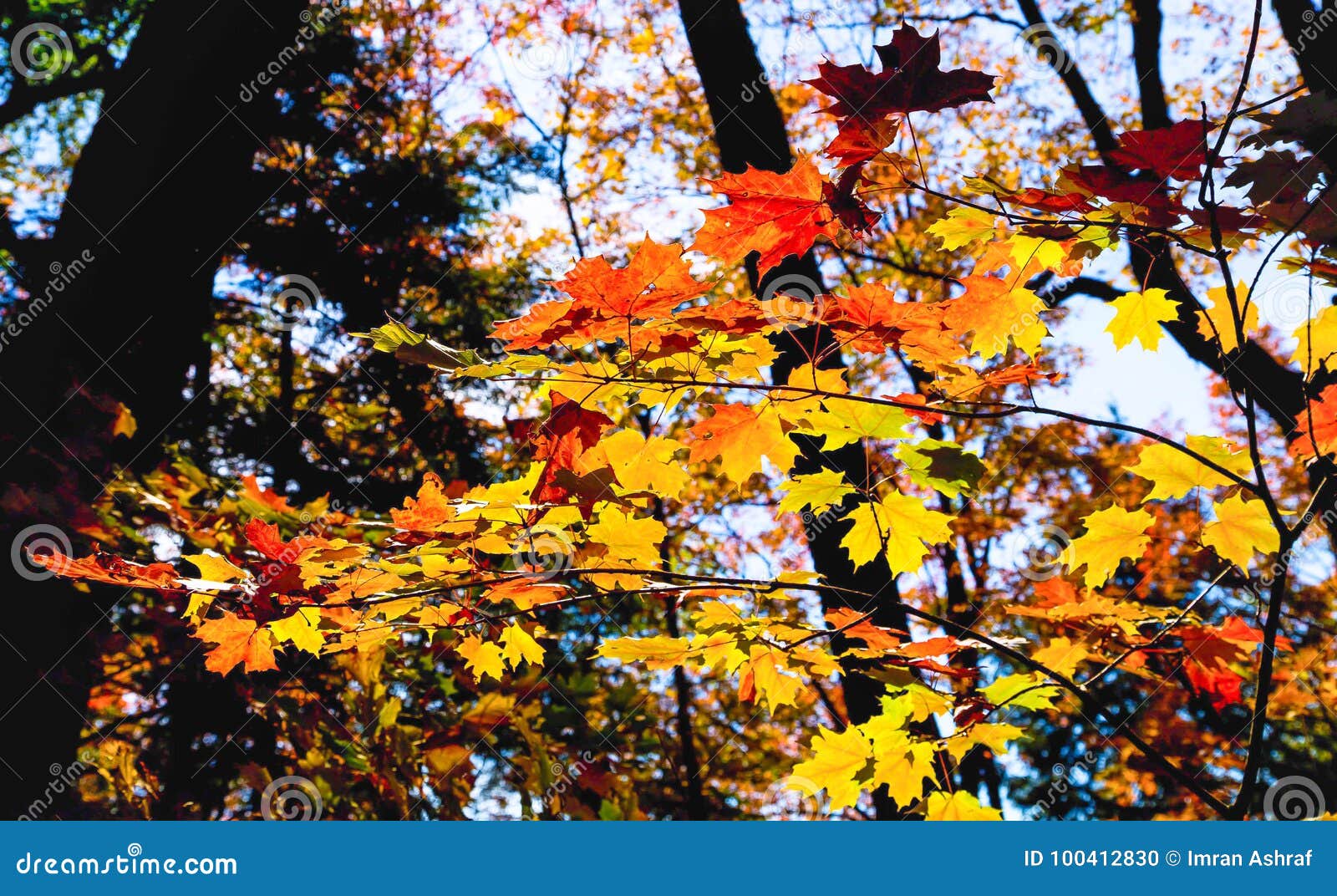 Beautiful fall trees stock photo. Image of foliage, peak - 100412830