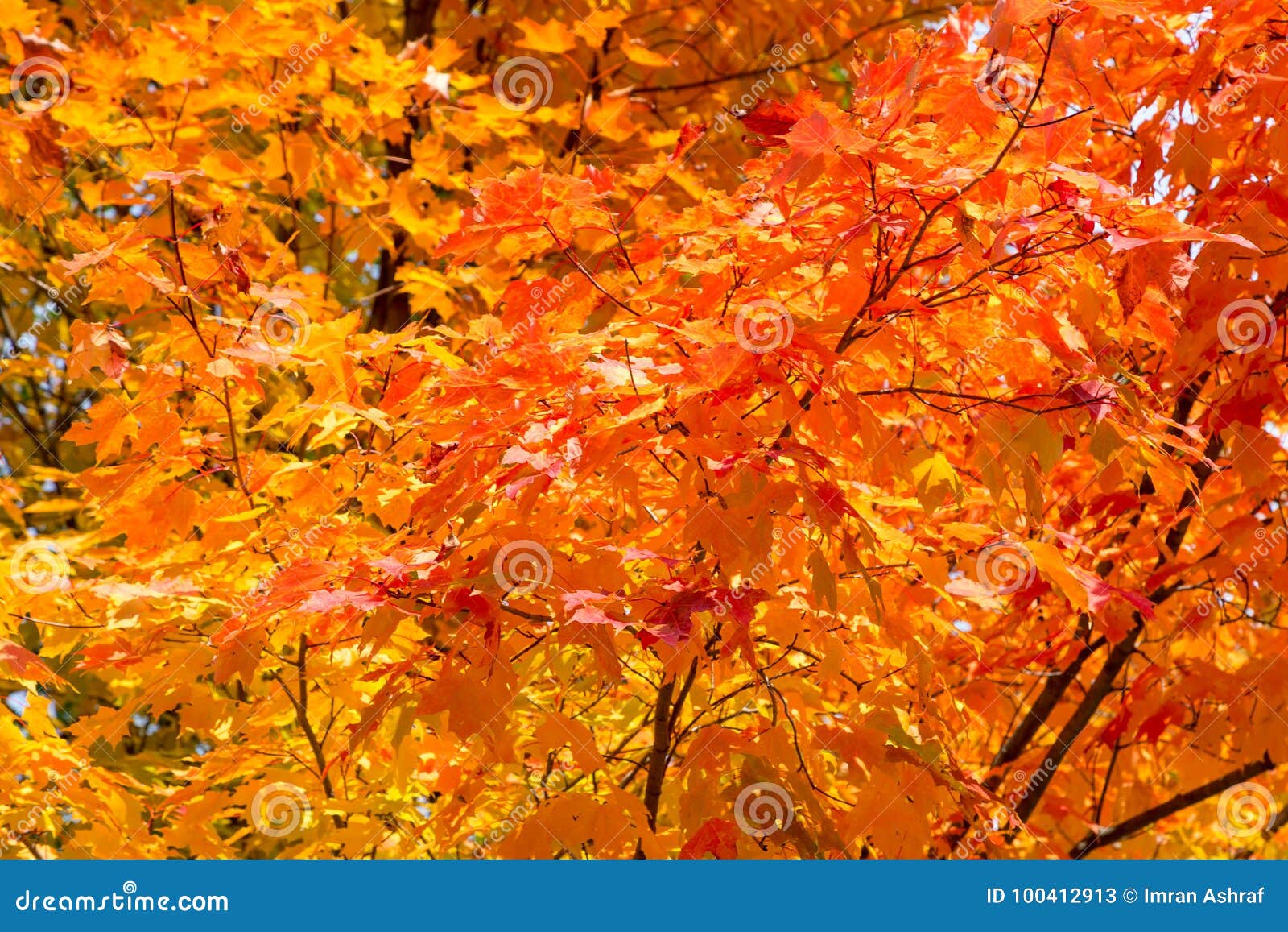 Beautiful fall trees stock image. Image of beauty, beautiful - 100412913