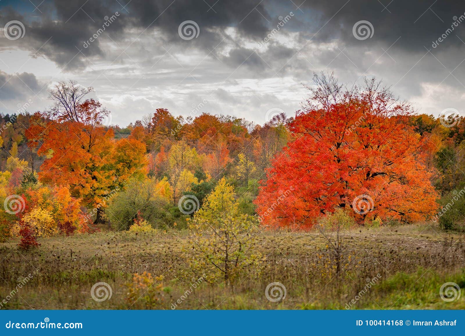 Beautiful fall trees stock photo. Image of peak, canada - 100414168