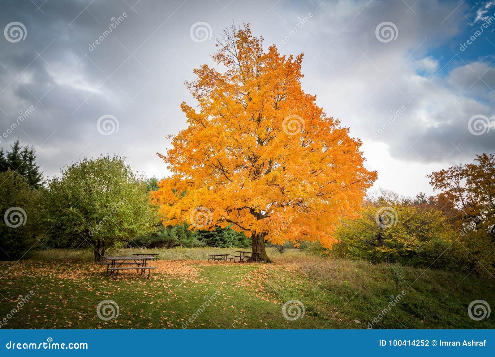 Beautiful fall trees stock photo. Image of background - 100414252