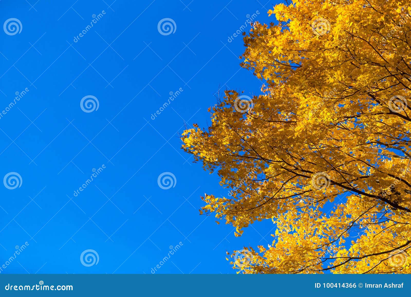 Beautiful fall trees stock photo. Image of nature, leaves - 100414366