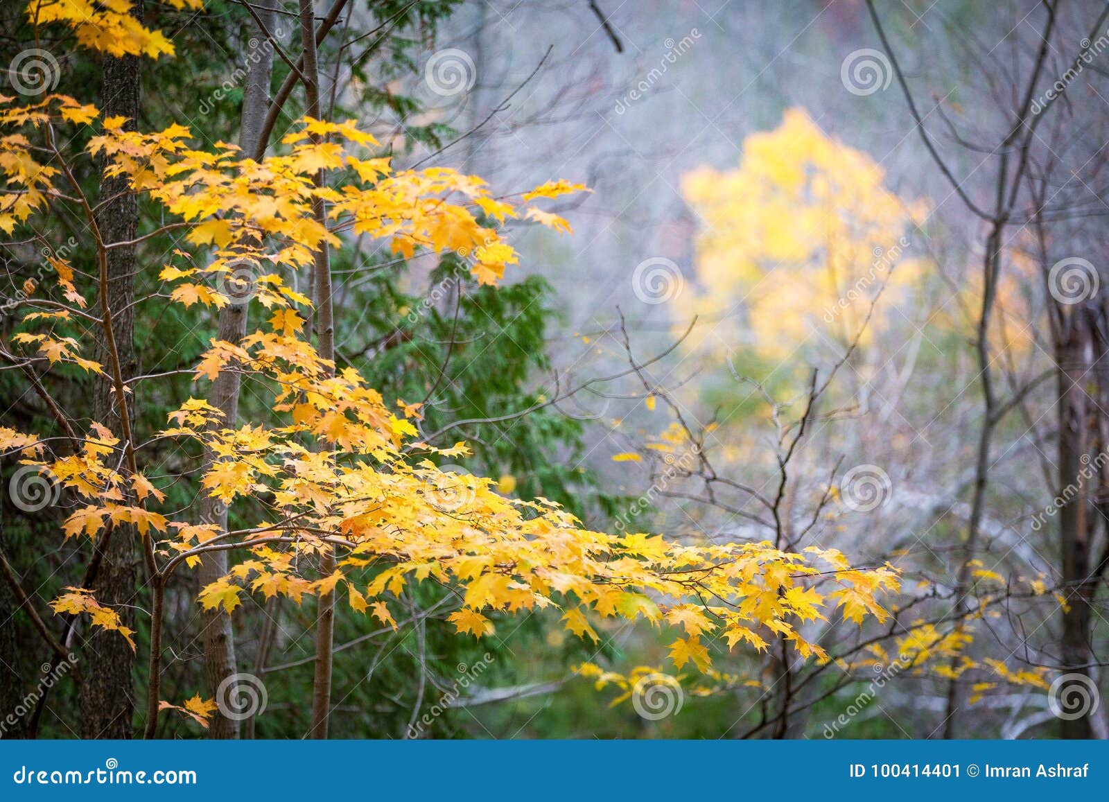Beautiful fall trees stock image. Image of color, quebec - 100414401