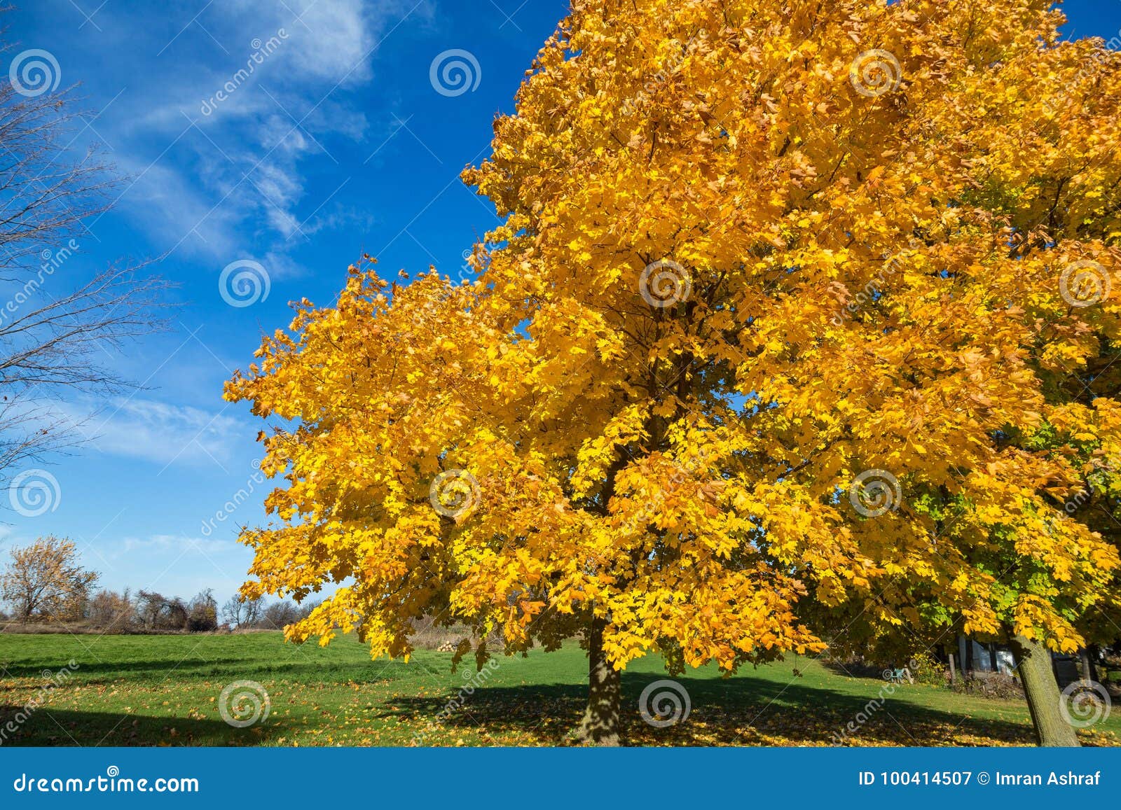 Beautiful fall trees stock image. Image of autumn, season - 100414507