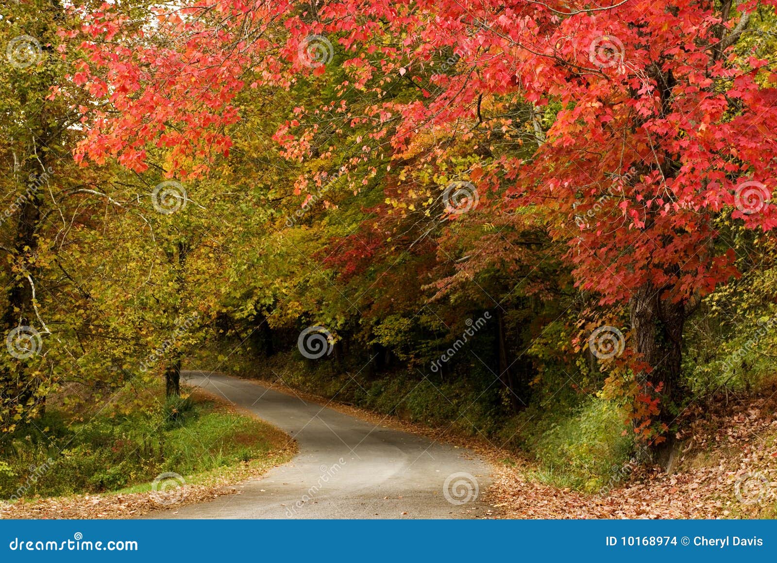 Beautiful Fall Trees with Curving Road Stock Photo - Image of country ...