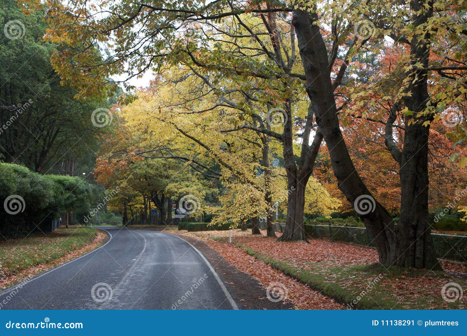 Beautiful Fall Trees with Forrest Drive, Nature Stock Image - Image of ...