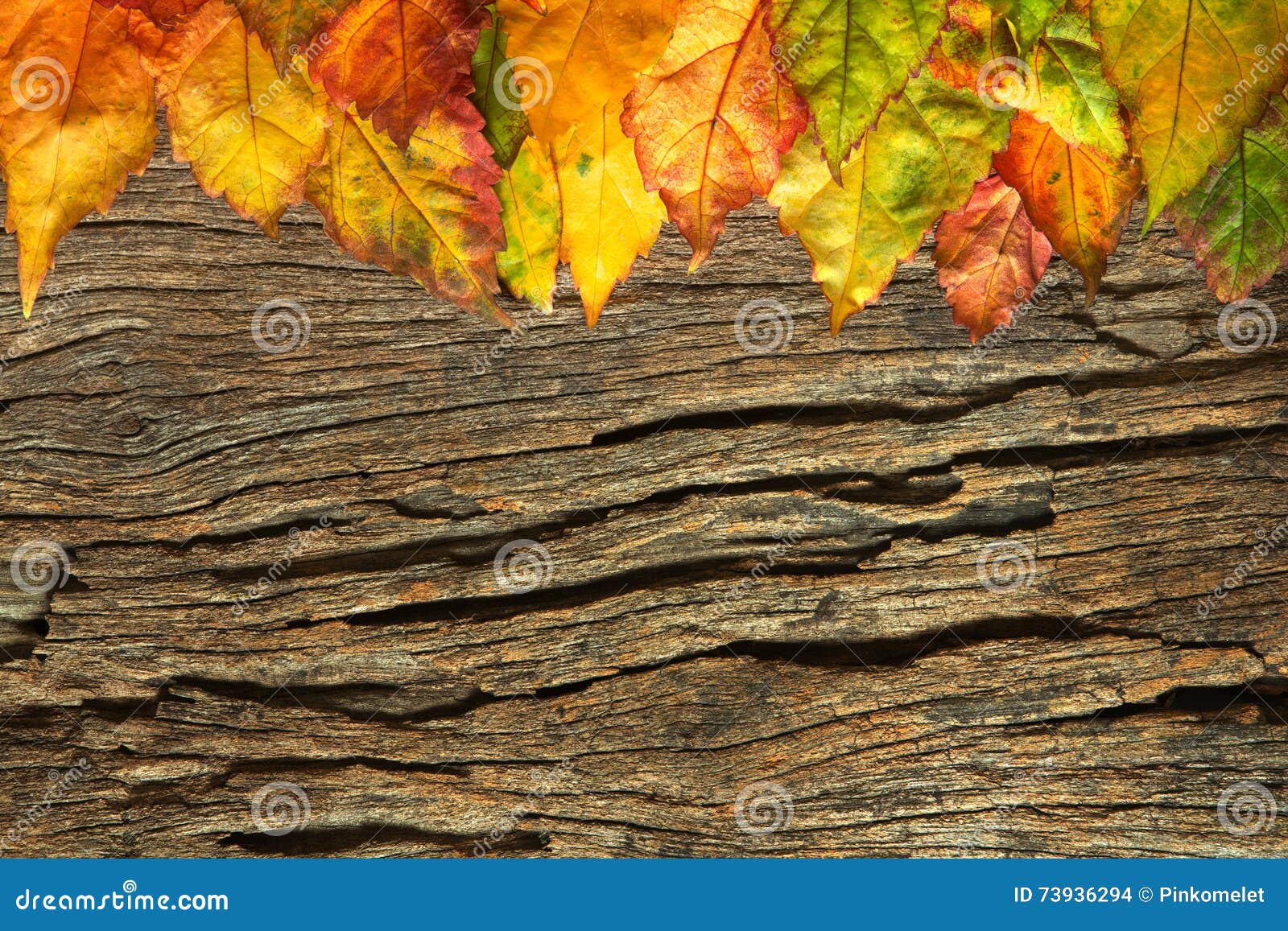 Beautiful Fallen Autumn Leaves with Wood Background Stock Photo - Image ...