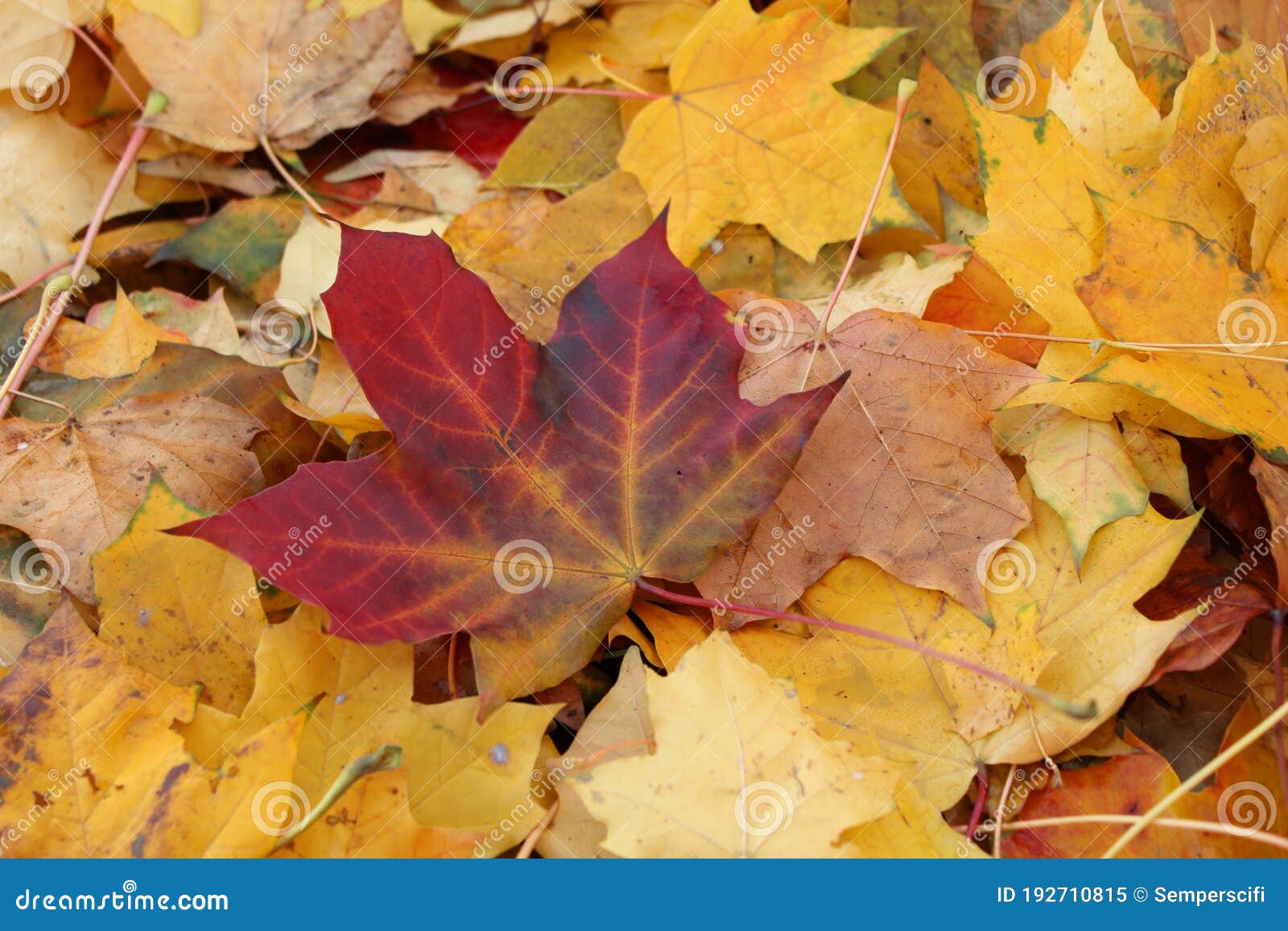 Beautiful Fallen Red Autumn Maple Leaf on the Ground Stock Image ...