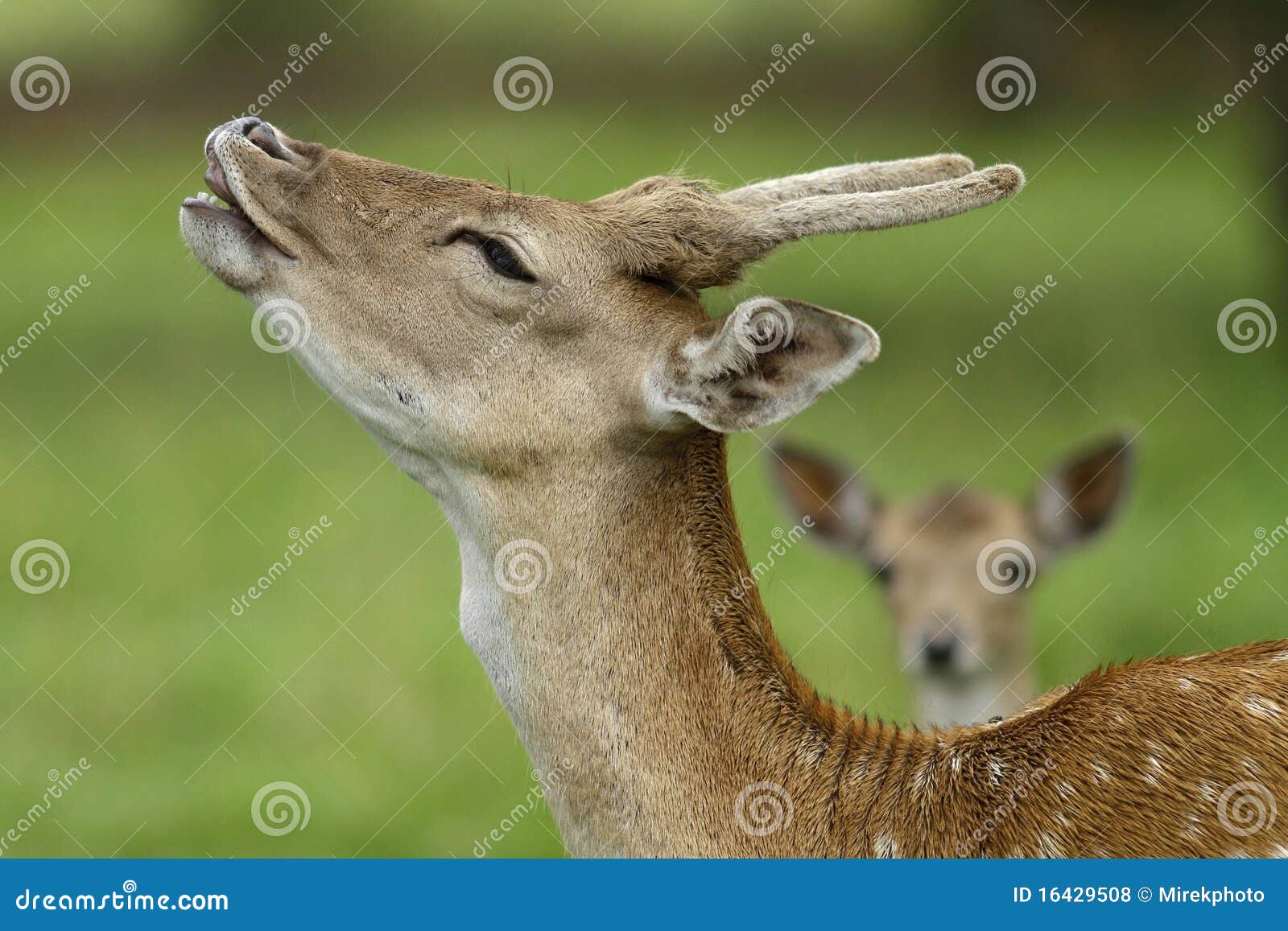 Beautiful fallow deer stock photo. Image of orange, fallow - 16429508