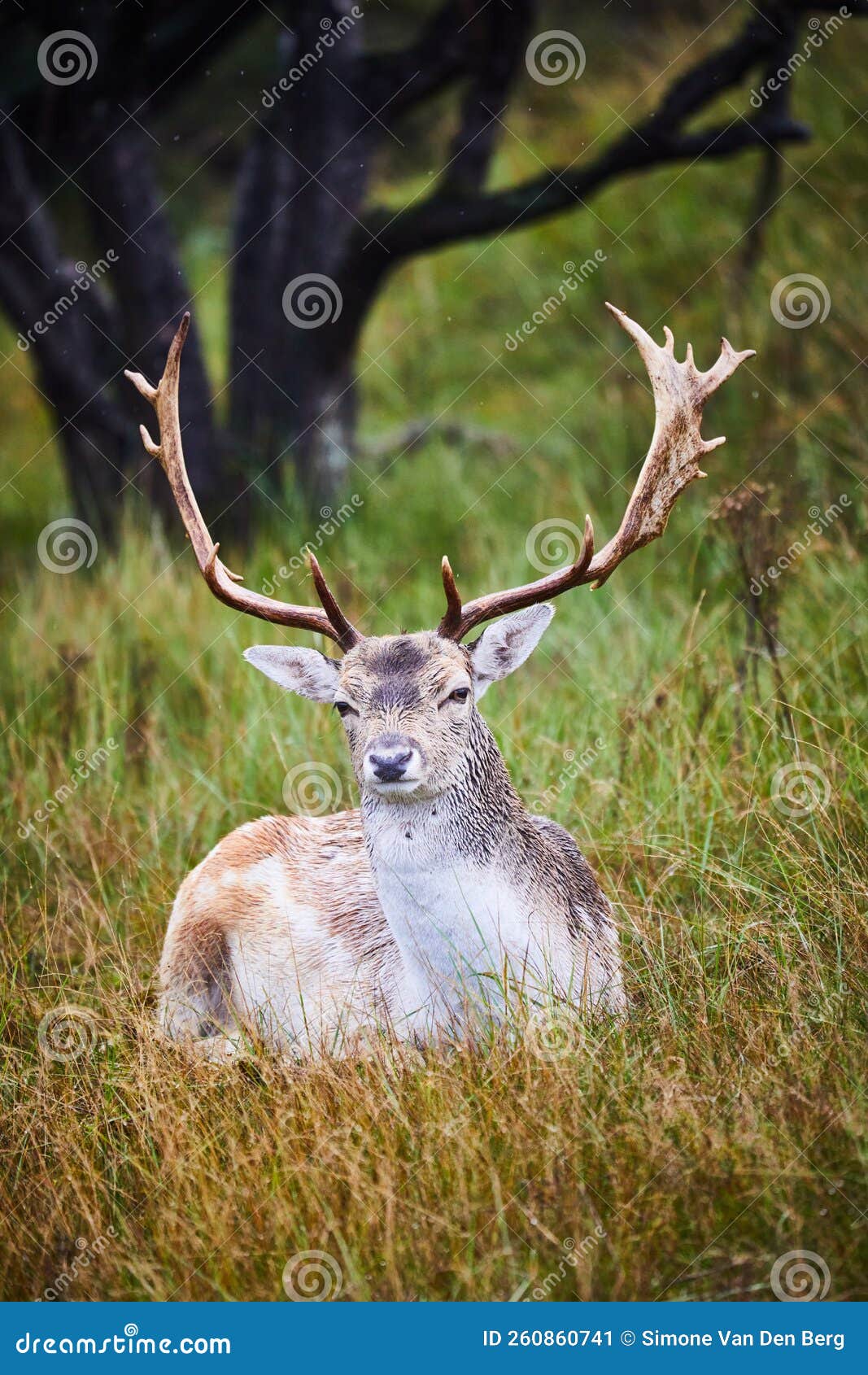 Beautiful Fallow Deer Looking at the Camera Stock Image - Image of ...