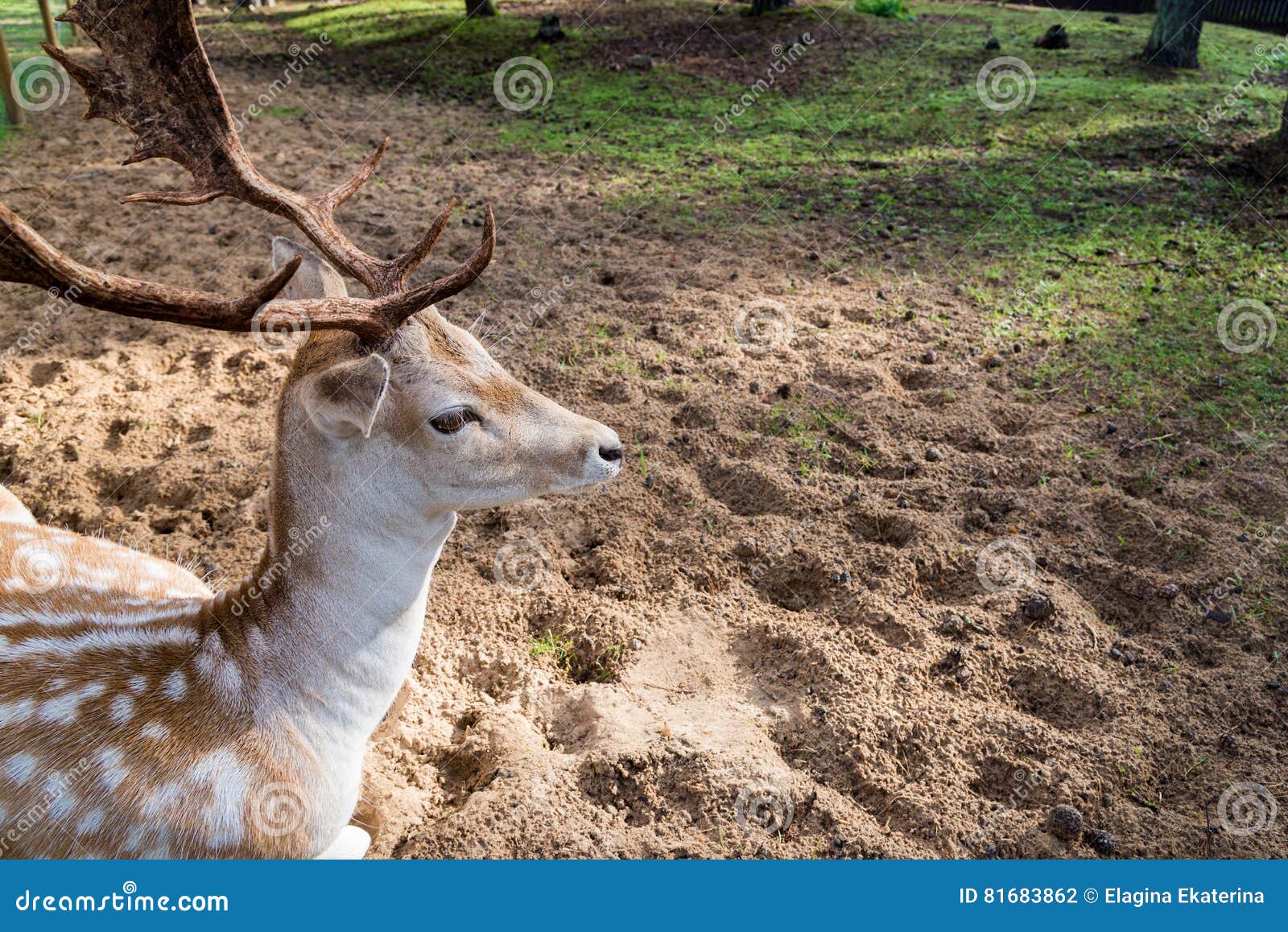 Beautiful Fallow Deer Outdoors Stock Photo - Image of outdoor, buck ...