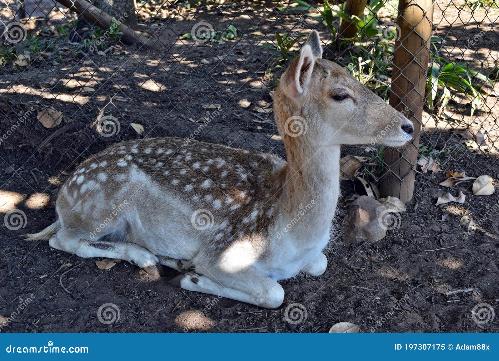 Beautiful fallow roe deer stock image. Image of hoofed - 197307175