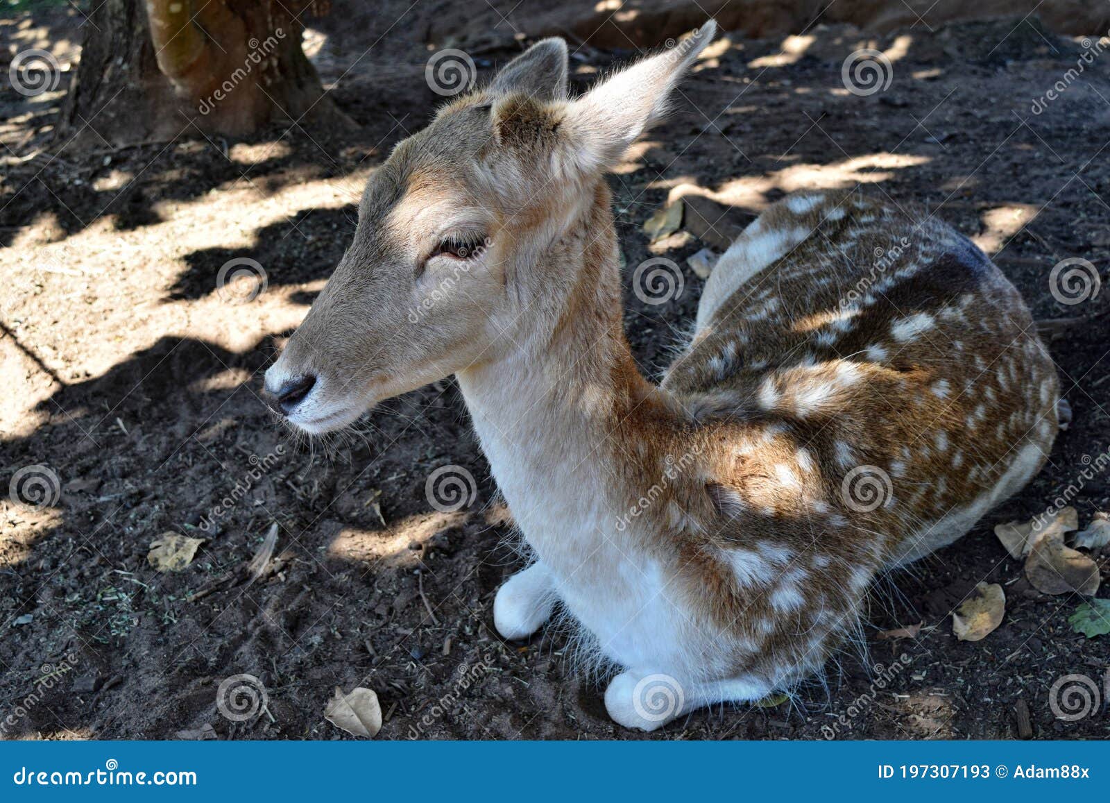 Beautiful fallow roe deer stock image. Image of award - 197307193