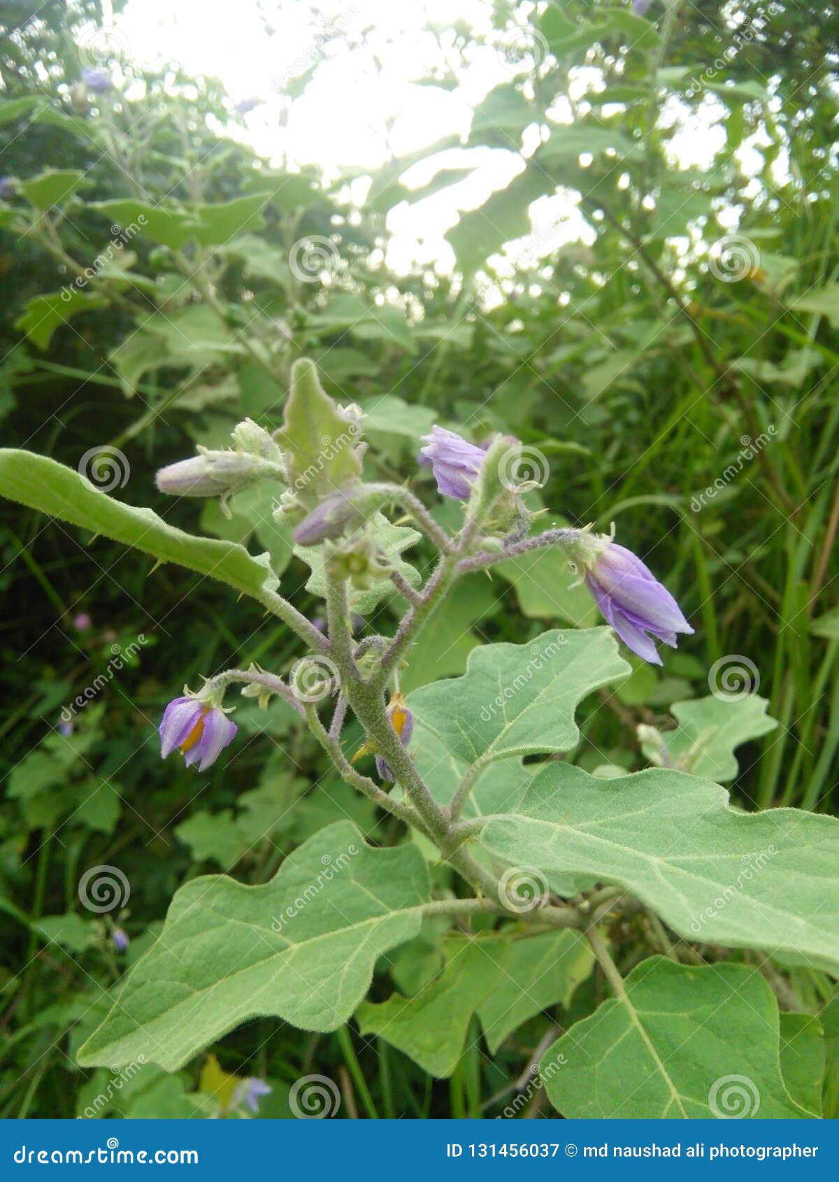 Piliz Stock Photos - Free & Royalty-Free Stock Photos from Dreamstime