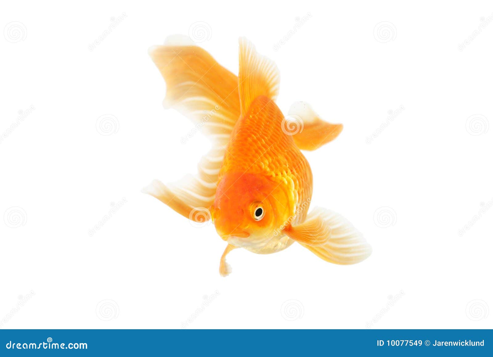 Beautiful fantail goldfish stock image. Image of fantail - 10077549