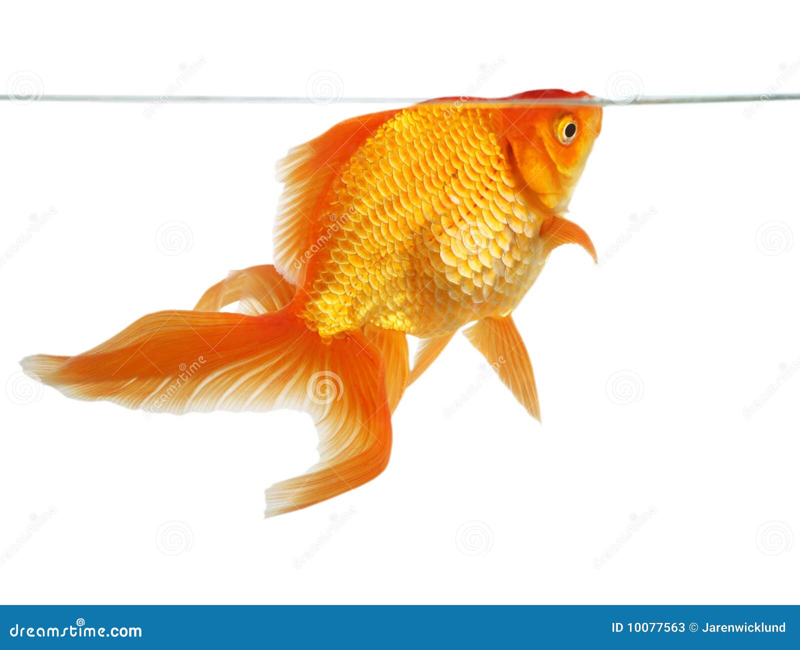 Beautiful fantail goldfish stock image. Image of isolated - 10077563