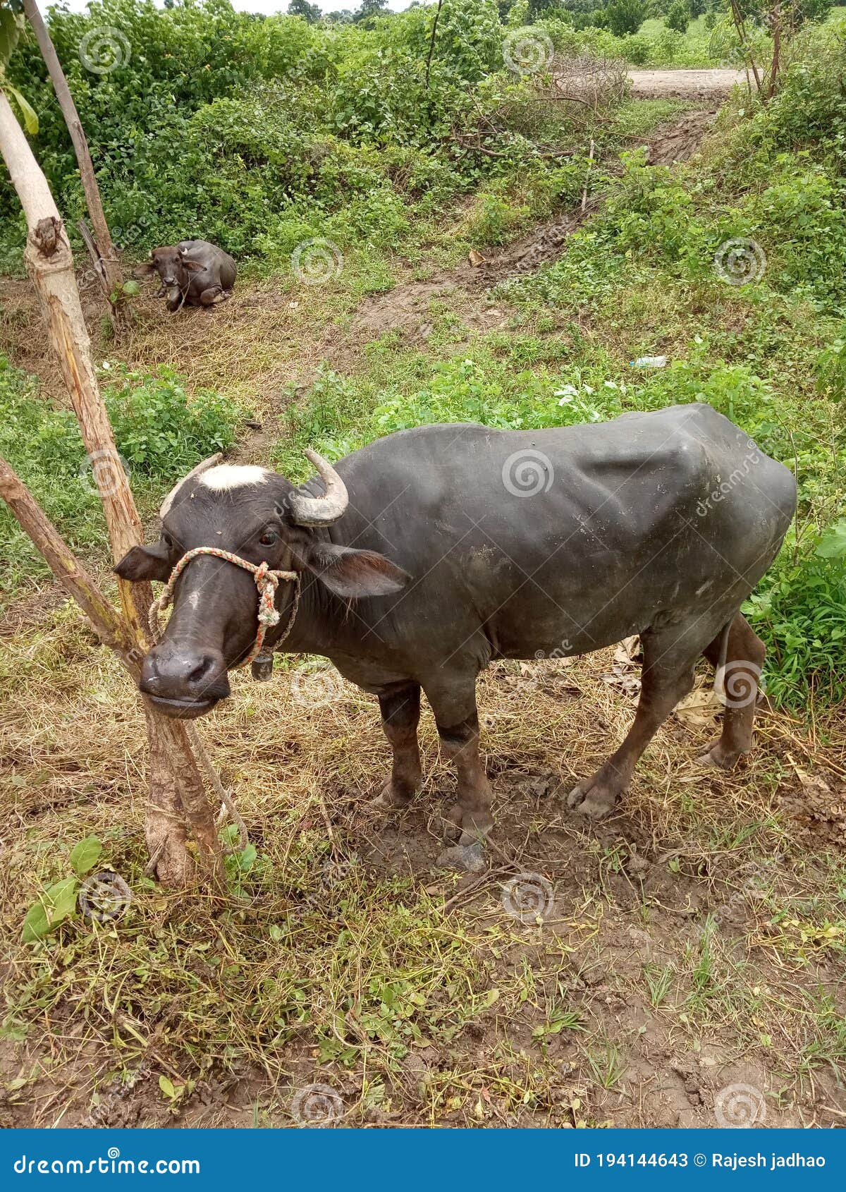 Beautiful farm Buffalo stock image. Image of animal - 194144643