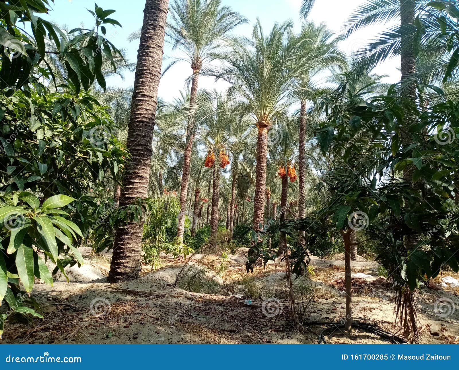 Beautiful Farm of Mango and Palm Trees with Dates Stock Image - Image ...