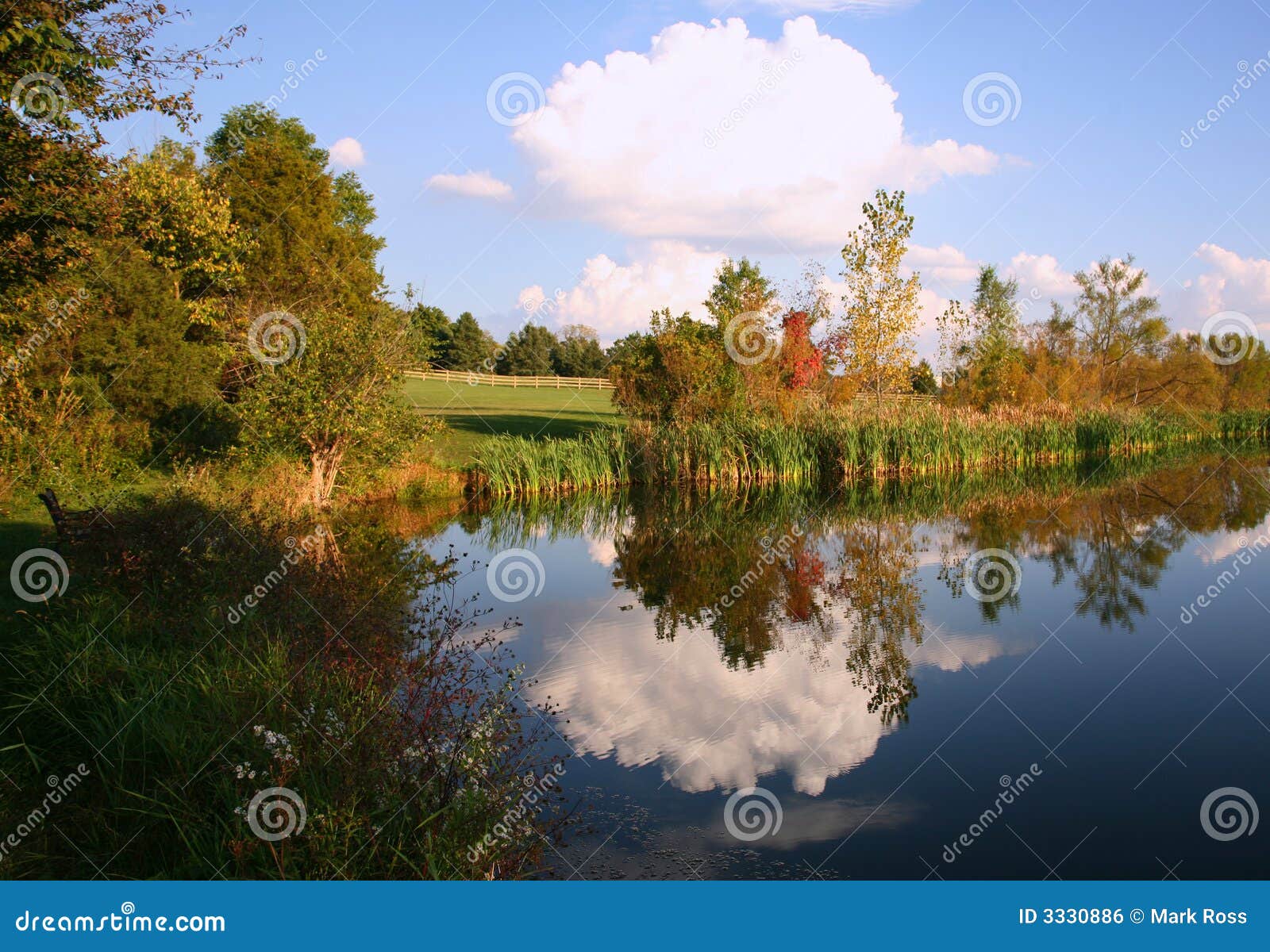 Beautiful Farm Pond Scene stock photo. Image of leaves - 3330886