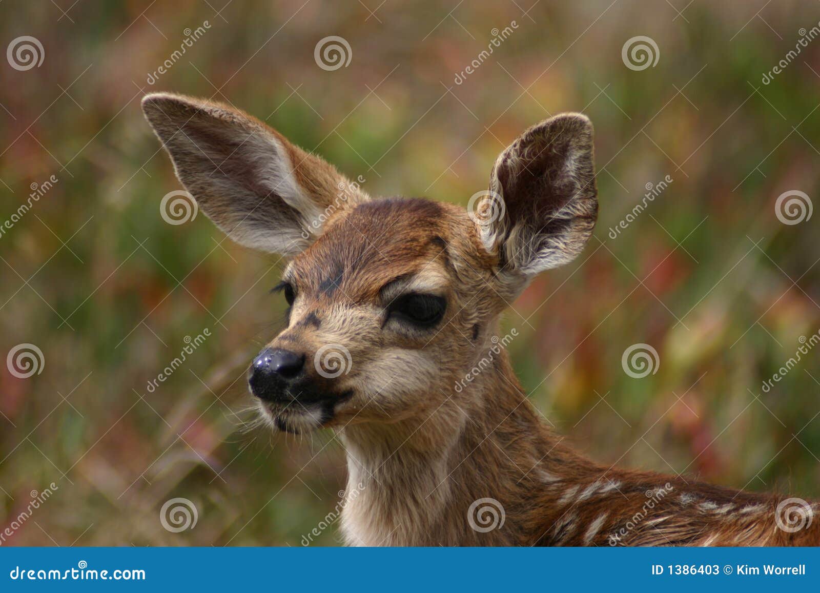 A Beautiful Fawn stock image. Image of cute, fawn, deer - 1386403